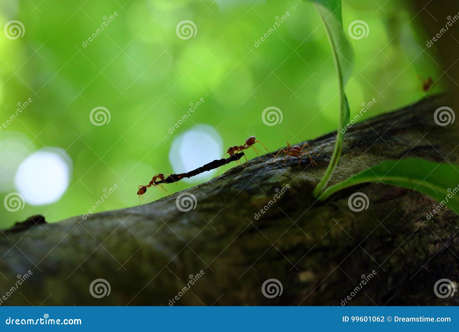 Ants climbing trees stock photo. Image of partner, work - 99601062