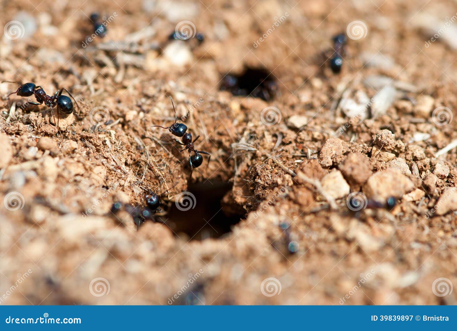 Ants stock image. Image of group, arthropod, wild, antennae - 39839897