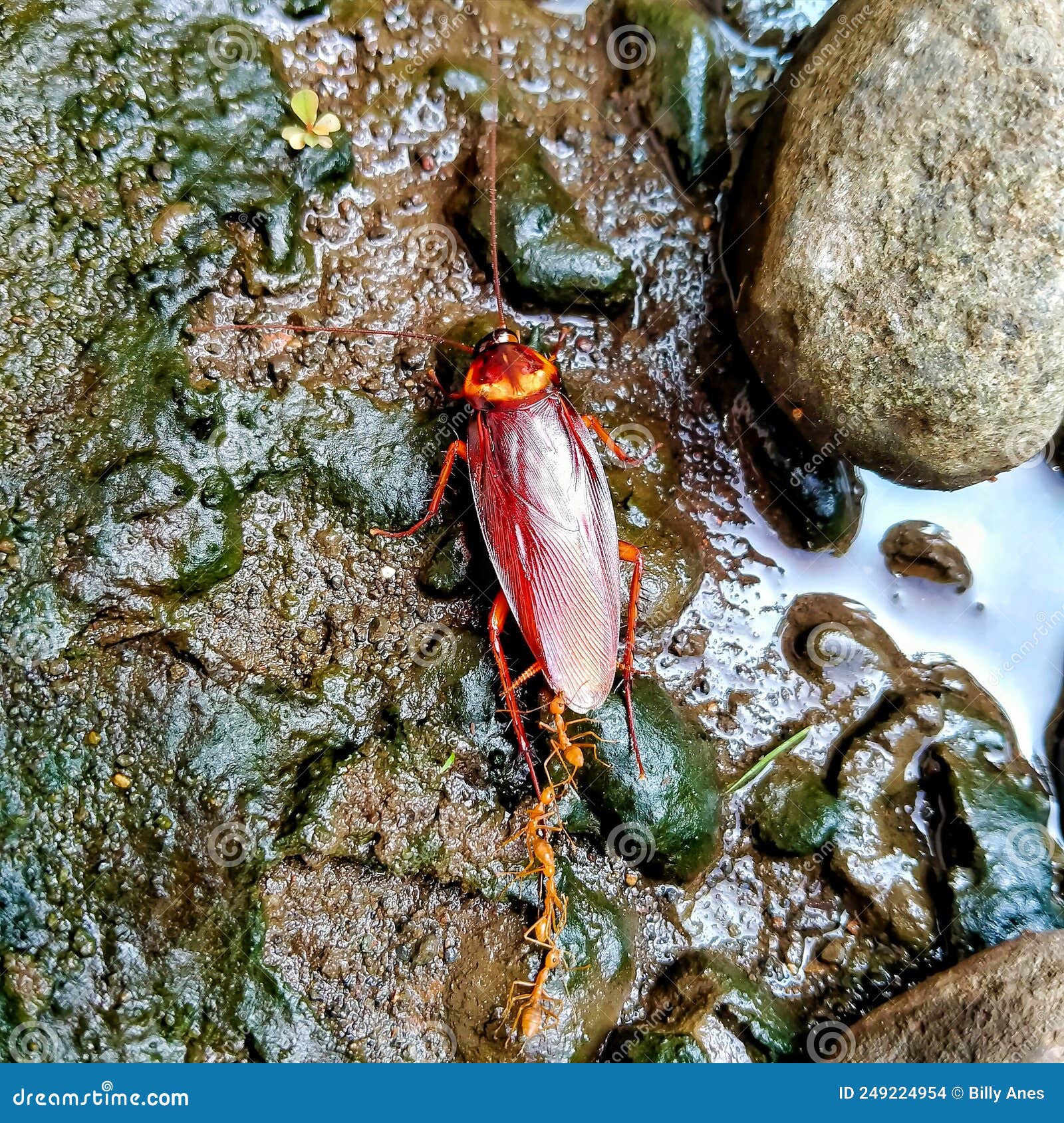 Ants and Cockroaches Walking Near the River Stock Photo - Image of ...