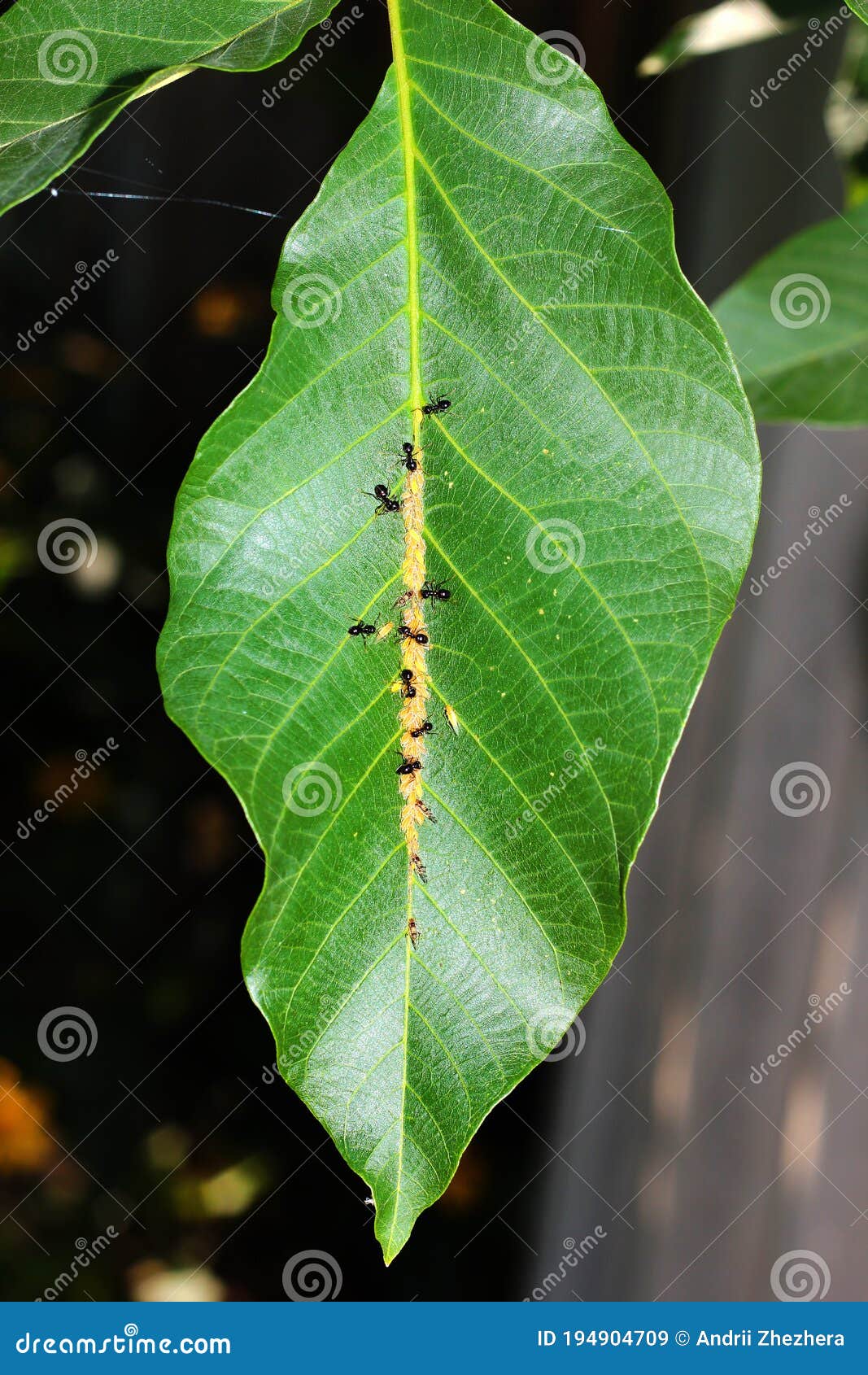 Ants Collect Honeydew from Aphids Herd on Leaf of Walnut Tree Stock ...