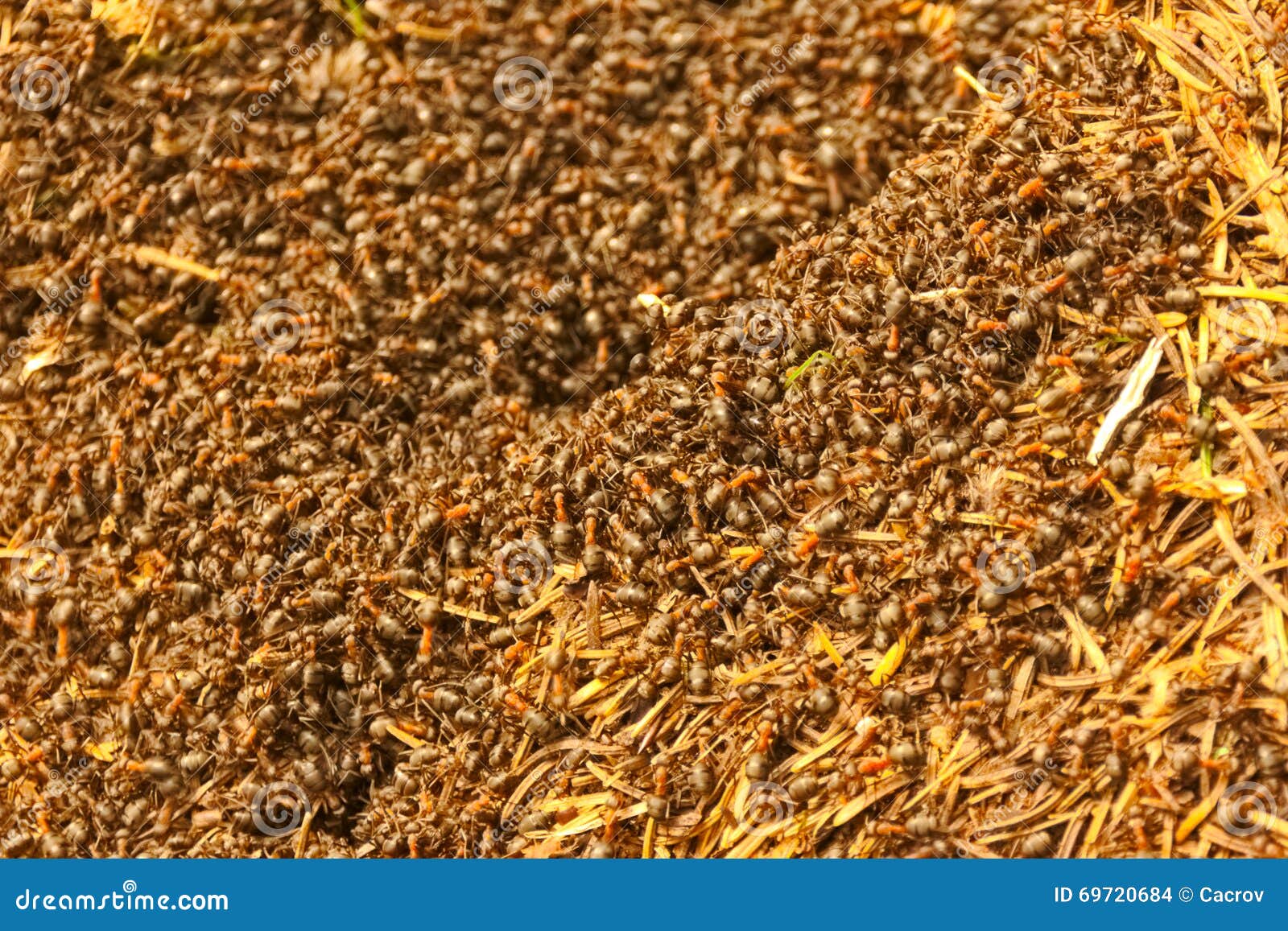 Ants colony stock photo. Image of nature, colony, worker - 69720684