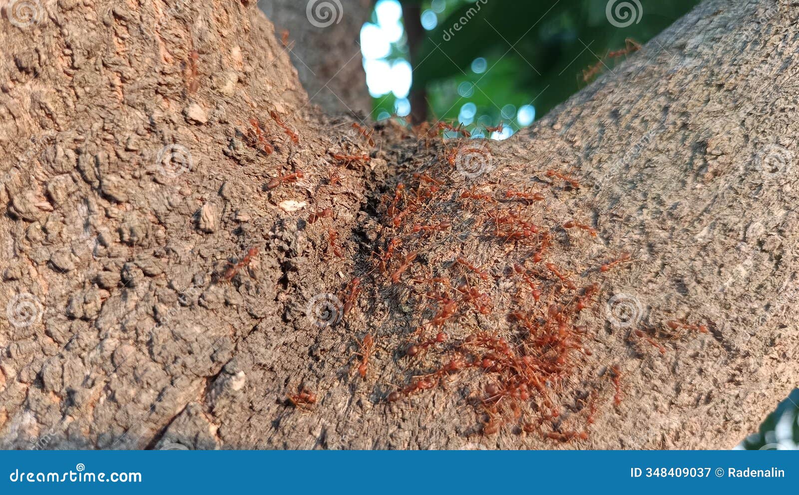 Ants Colony in mango tree stock image. Image of colony - 348409037