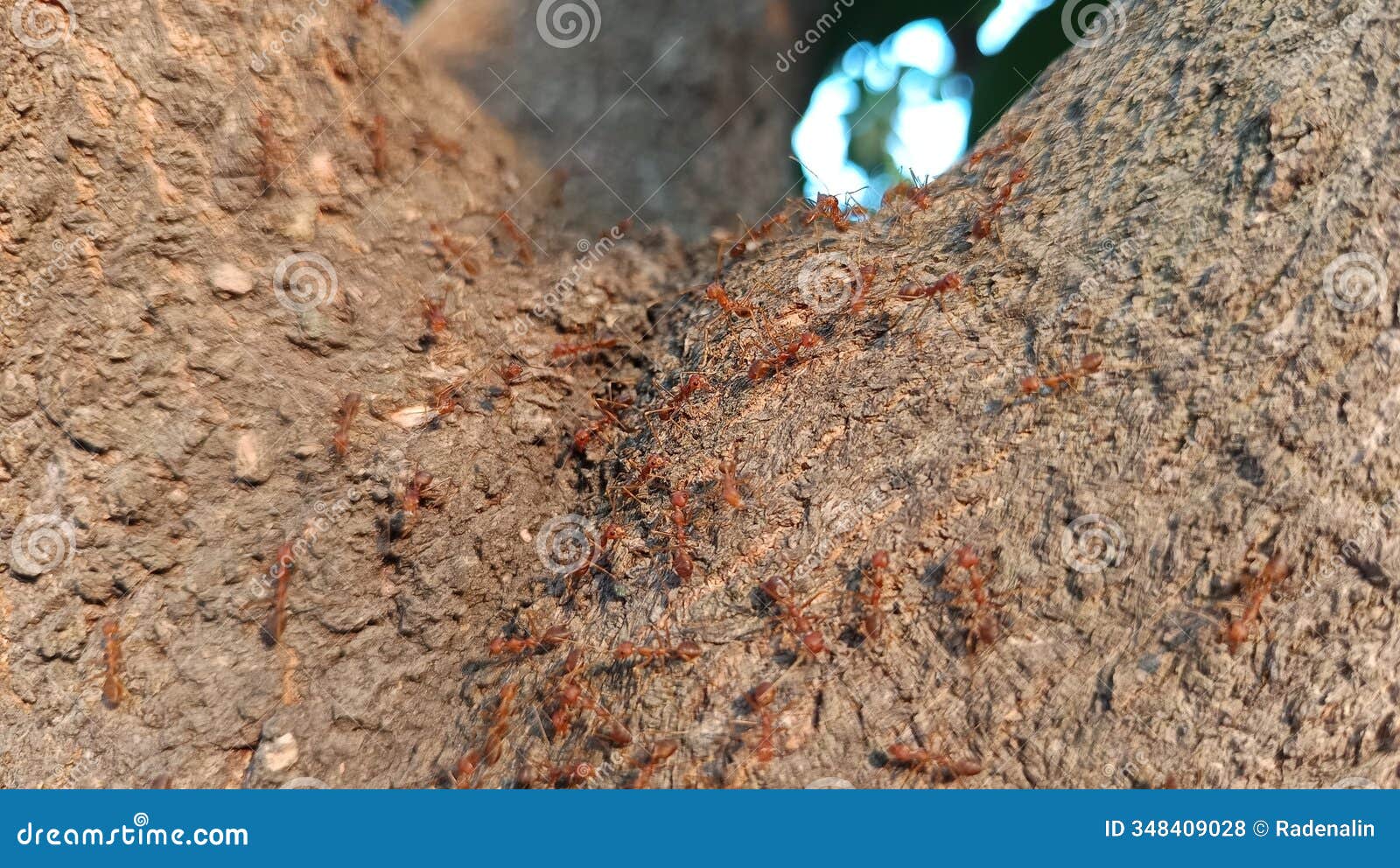 Ants Colony at mango tree stock photo. Image of anta - 348409028