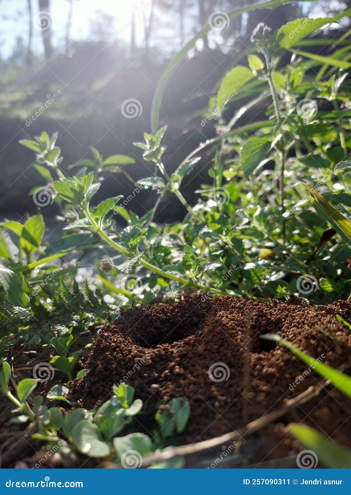 Ants Colony Nest on Side River Stock Image - Image of river, ants ...
