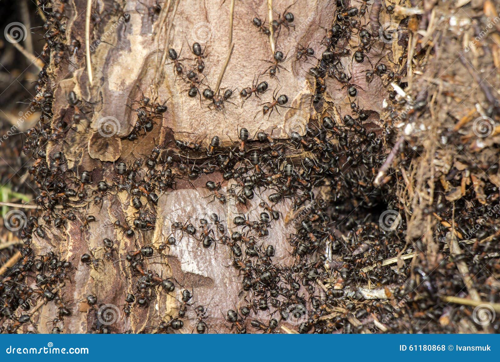 Ants Colony Above On Green Leaves Baclground Stock Photo ...