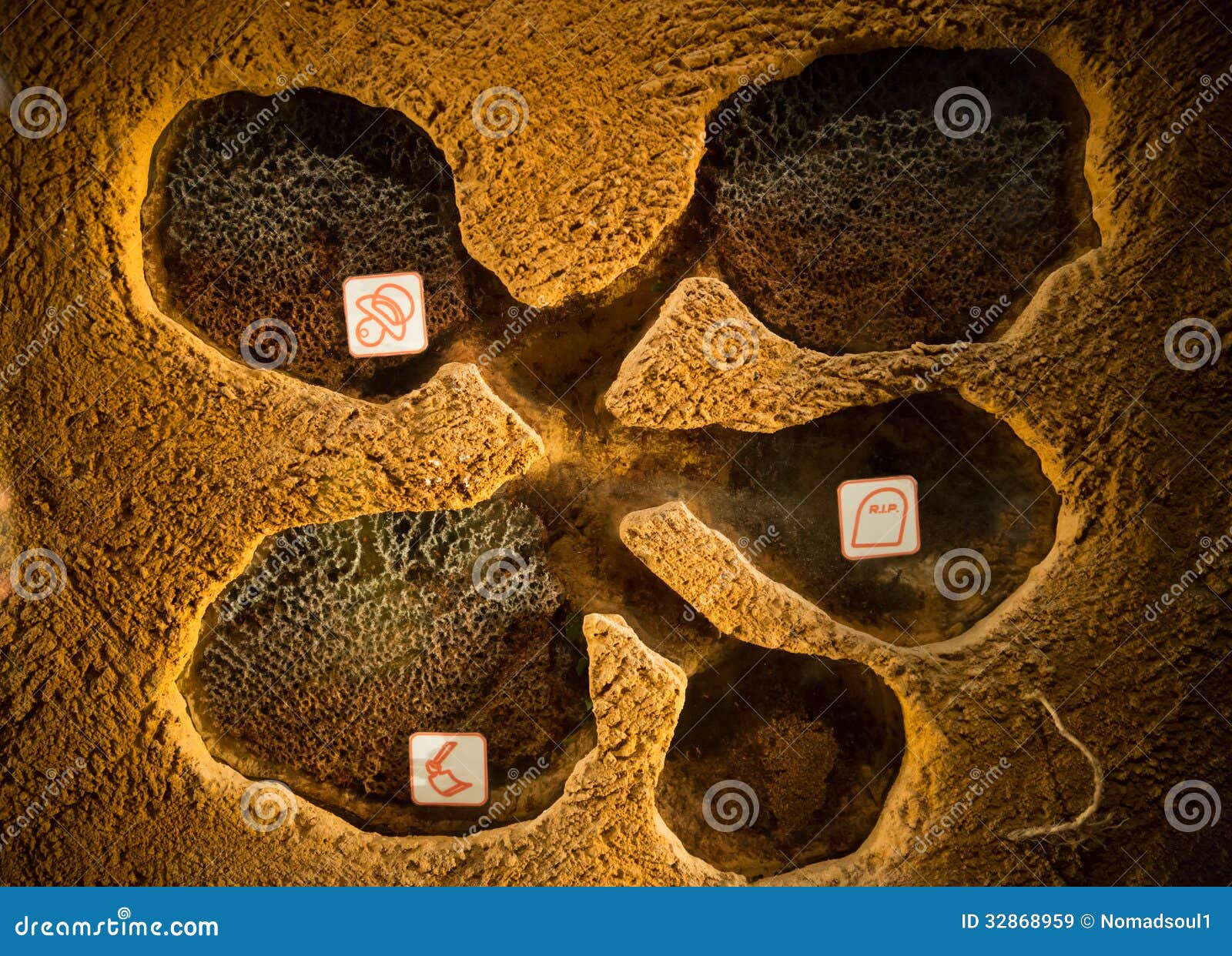 Ant Colony Royalty-Free Stock Photography | CartoonDealer.com #26174471