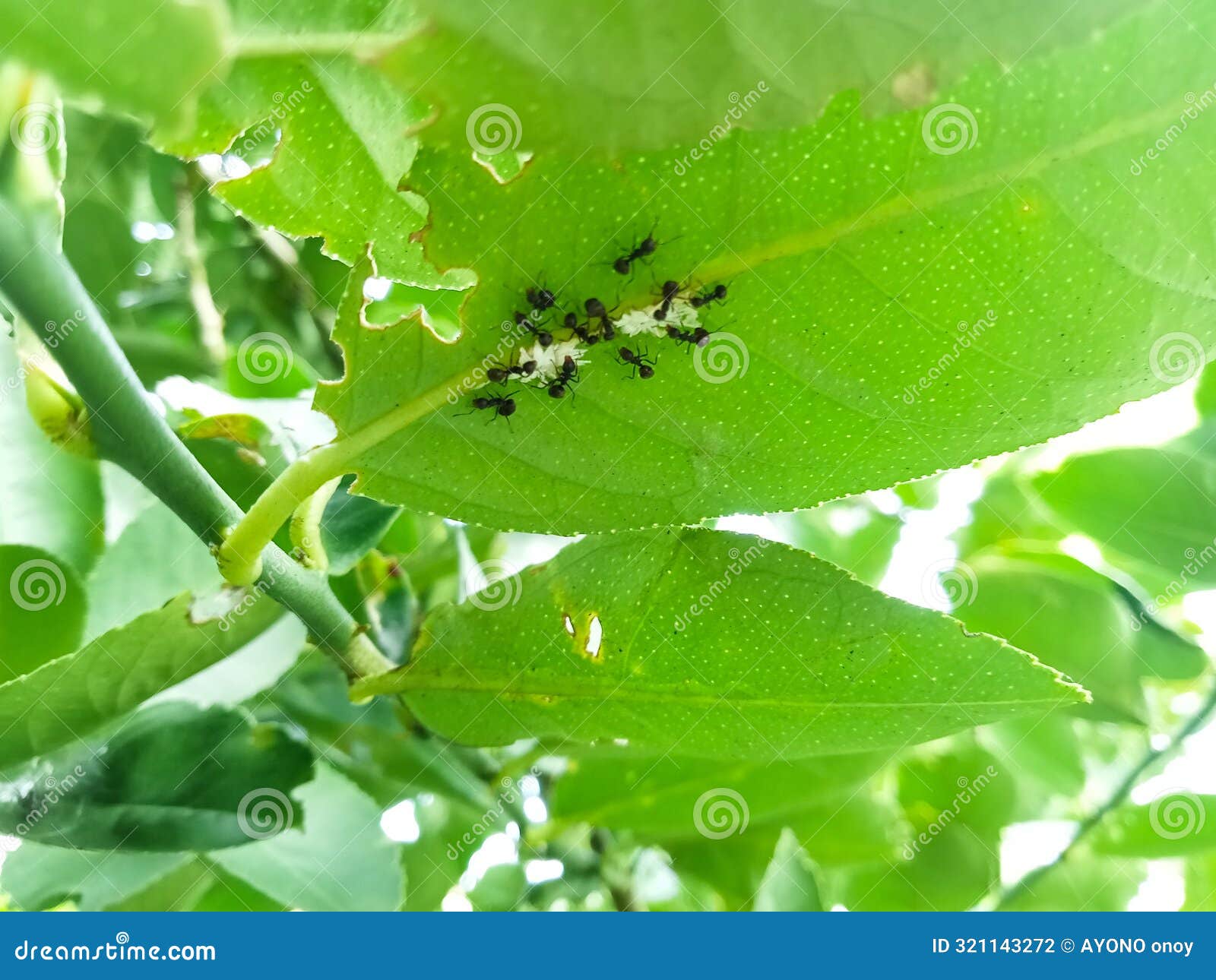 Ants Congregate Under Lemon Leaves Stock Photo - Image of lemon, leaves ...