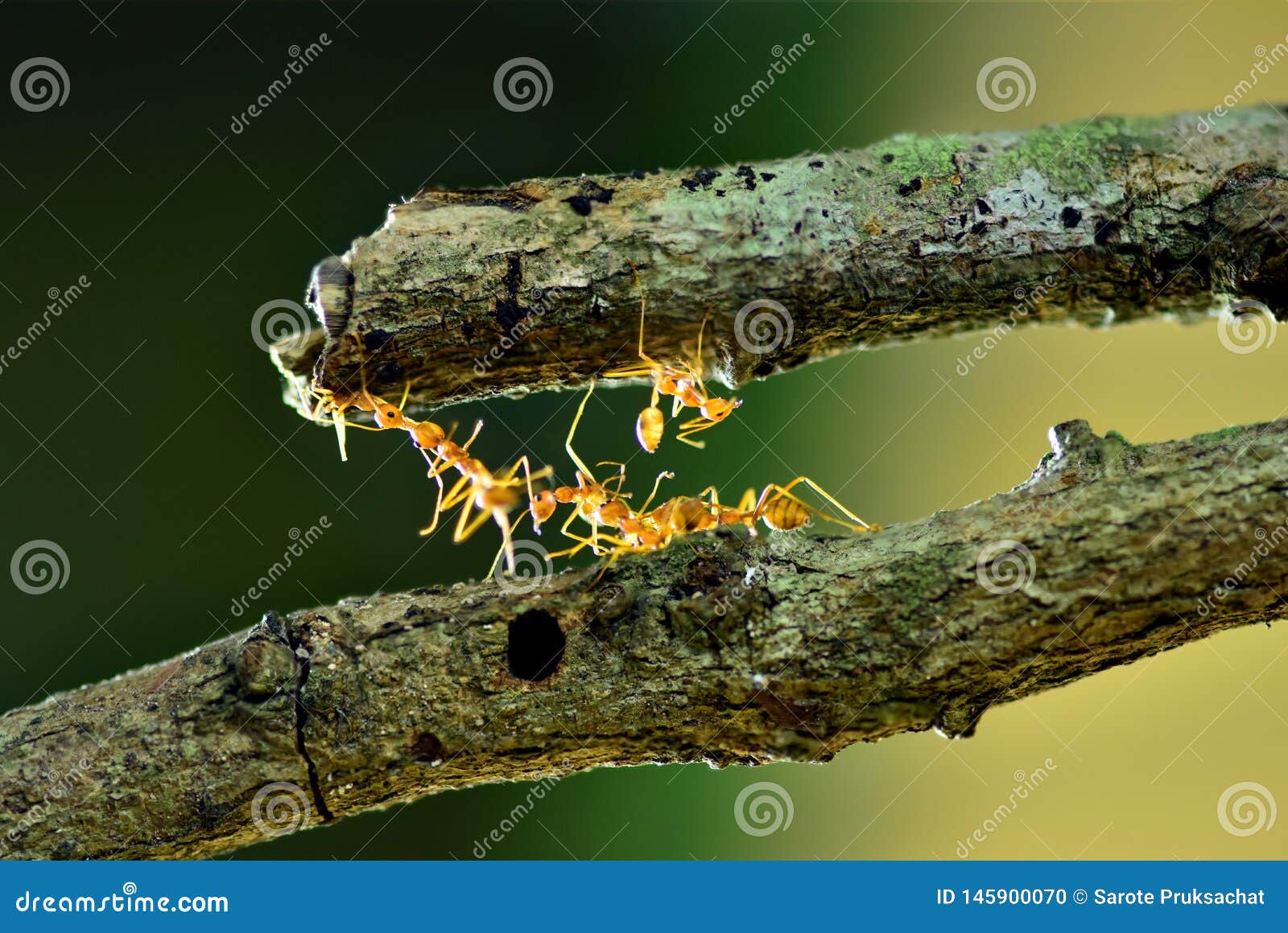 Ants Constructing Bridge , Teamwork . Stock Photo - Image of happy ... Ants Constructing Bridge , Teamwork . Stock Photo - Image of happy ...