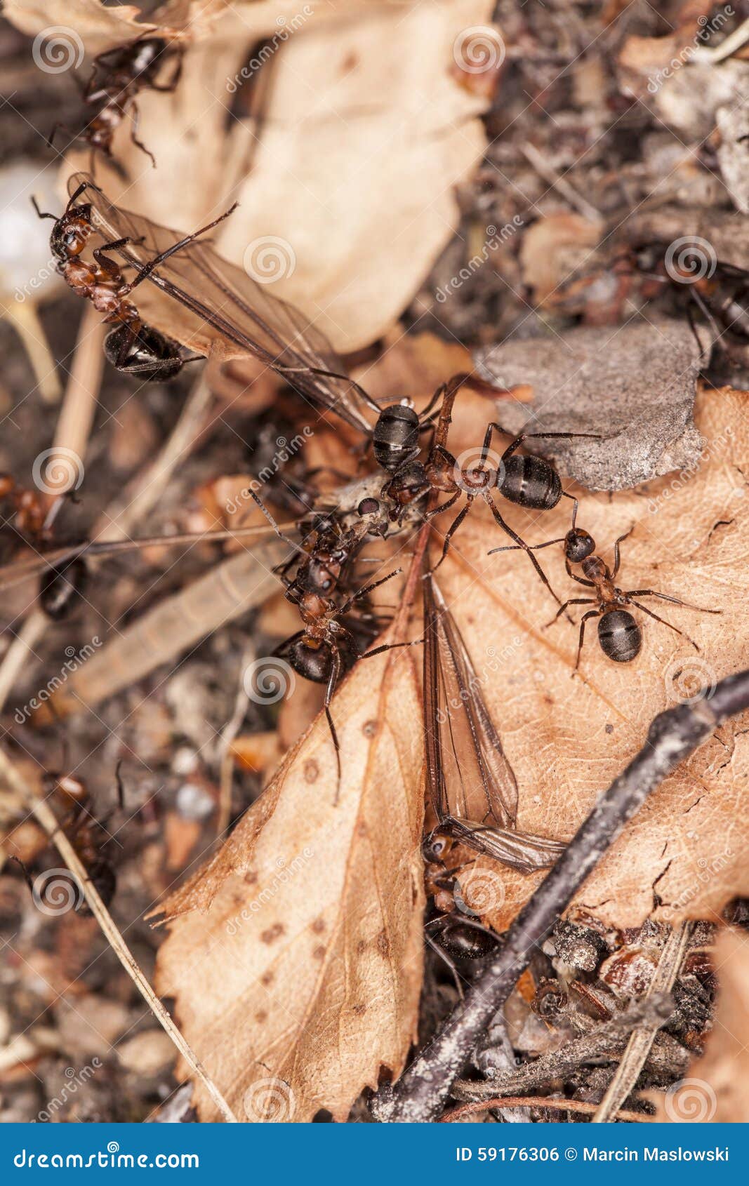 Ants Cooperation in Hunting Time Stock Photo - Image of nature, fall ...