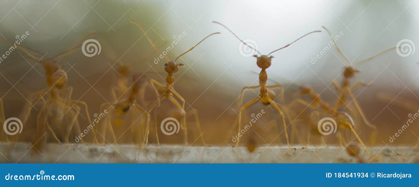Ants Couple Looking at the Camera Stock Photo - Image of ants, looking ...