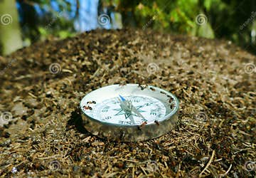 Ants crawl on the compass stock image. Image of guide - 255504093