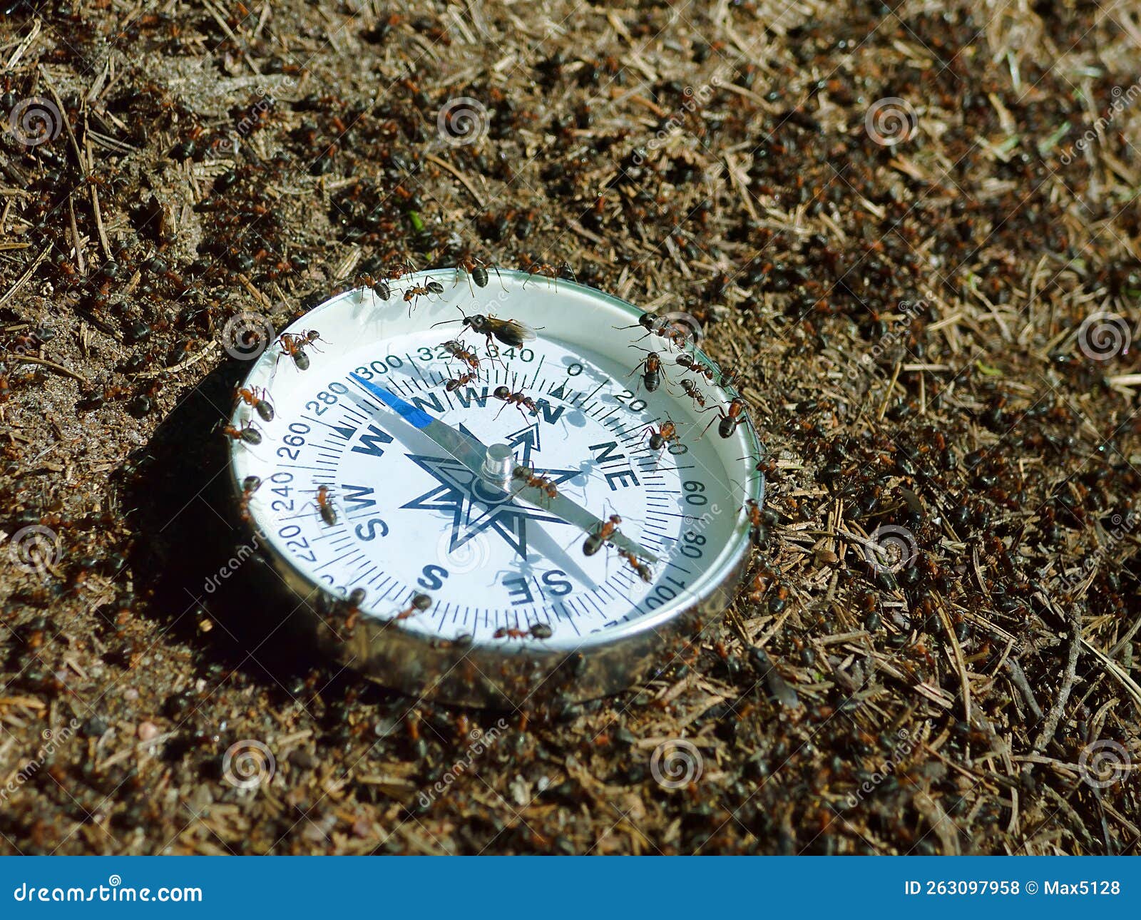 Ants crawl on the compass stock photo. Image of travel - 263097958