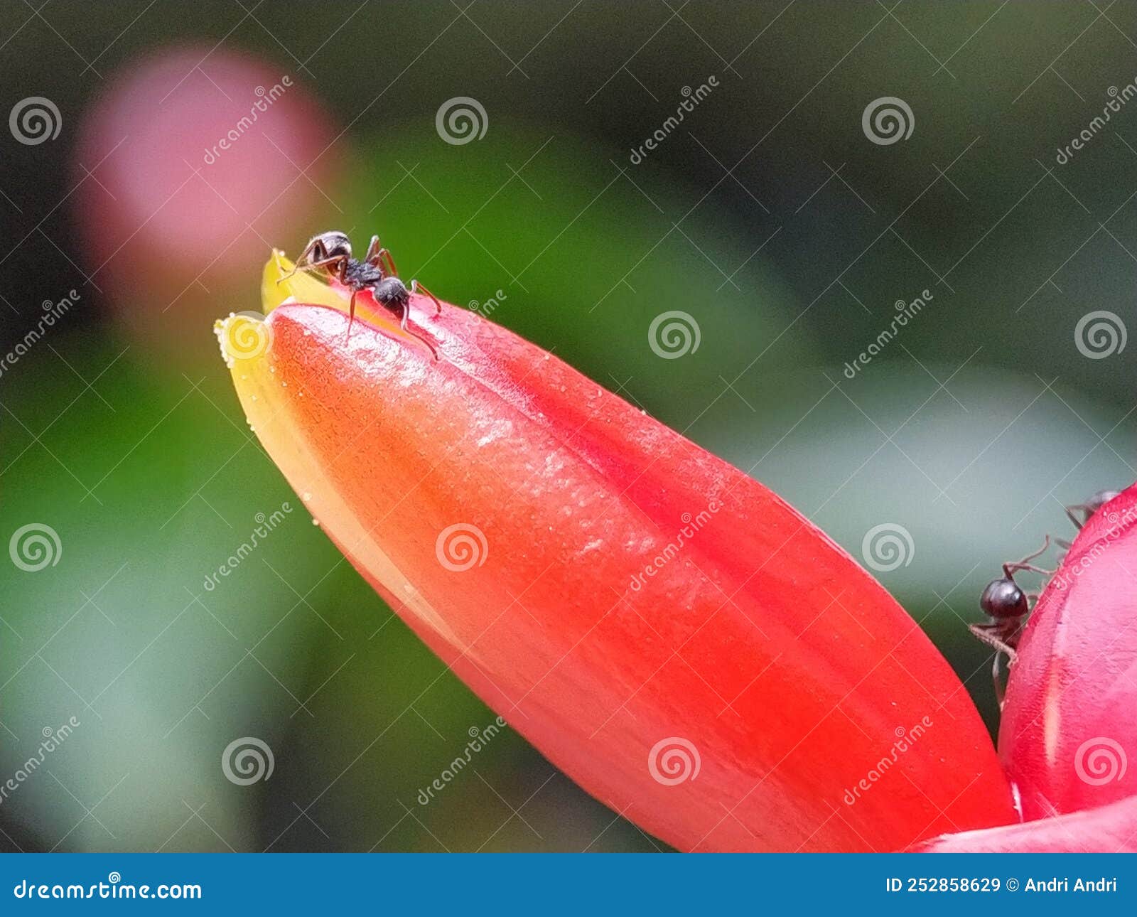 Ants Crawling on Red Flowers Stock Image - Image of leaf, pink: 252858629