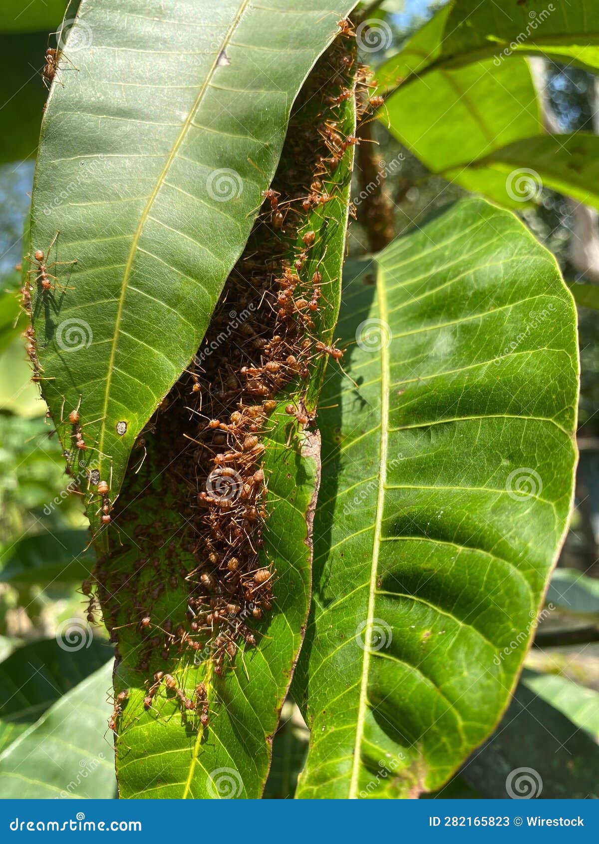 Ants Crawling on the Surface of a Large Green Leaf. Stock Image - Image ...