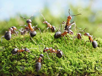 Ants Create Network in Anthill Stock Photo - Image of team, forest ...