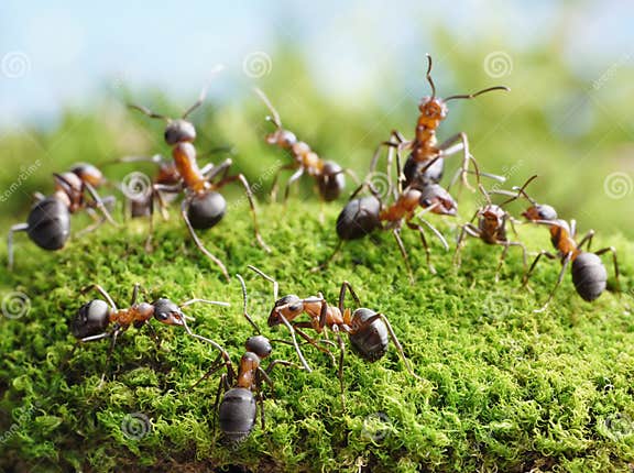 Ants Create Network in Anthill Stock Photo - Image of team, forest ...