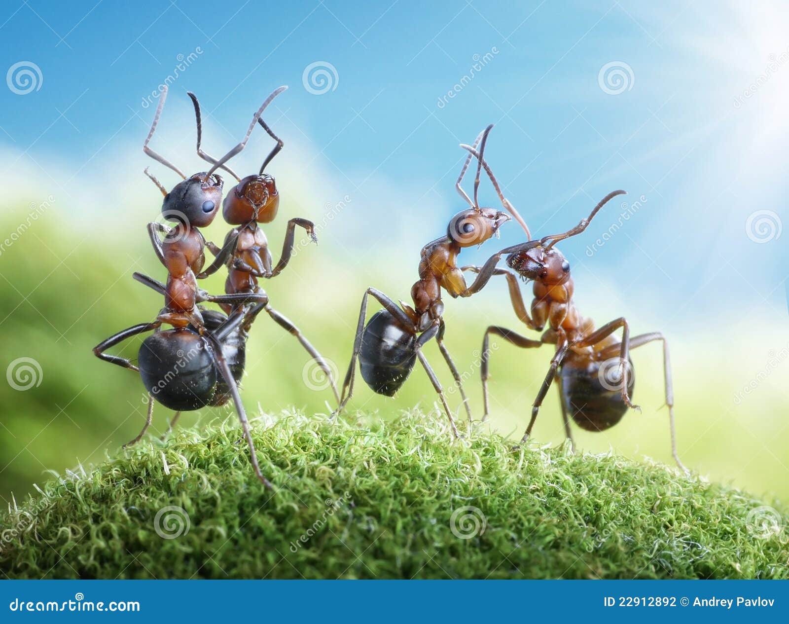 Ants dancing under the sun stock photo. Image of green - 22912892