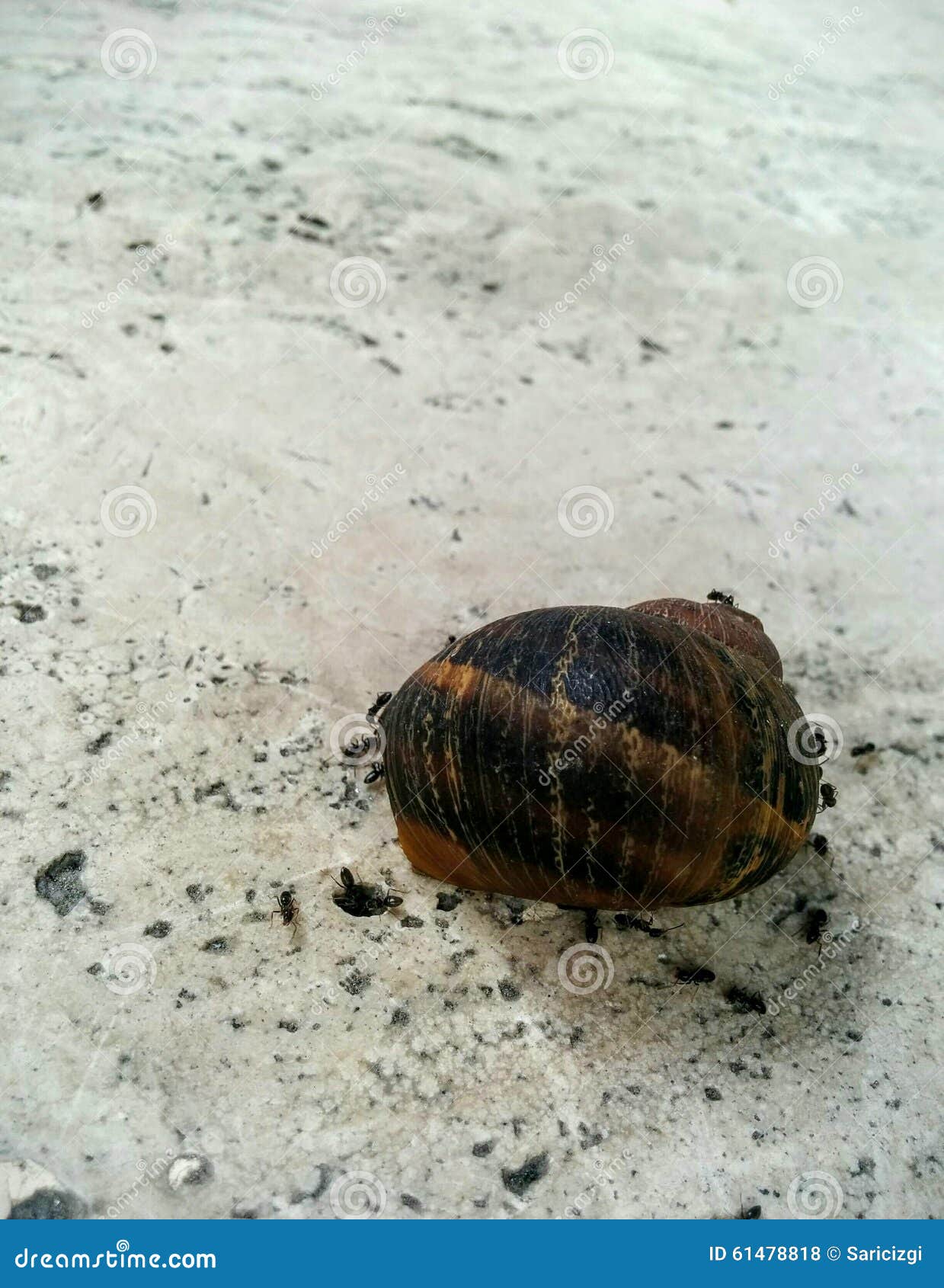 Ants and dead snail stock photo. Image of spiral, white - 61478818