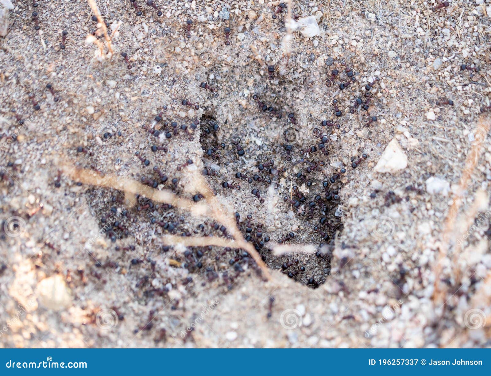 Ants in a Den in Northern Arizona Stock Image - Image of together ...