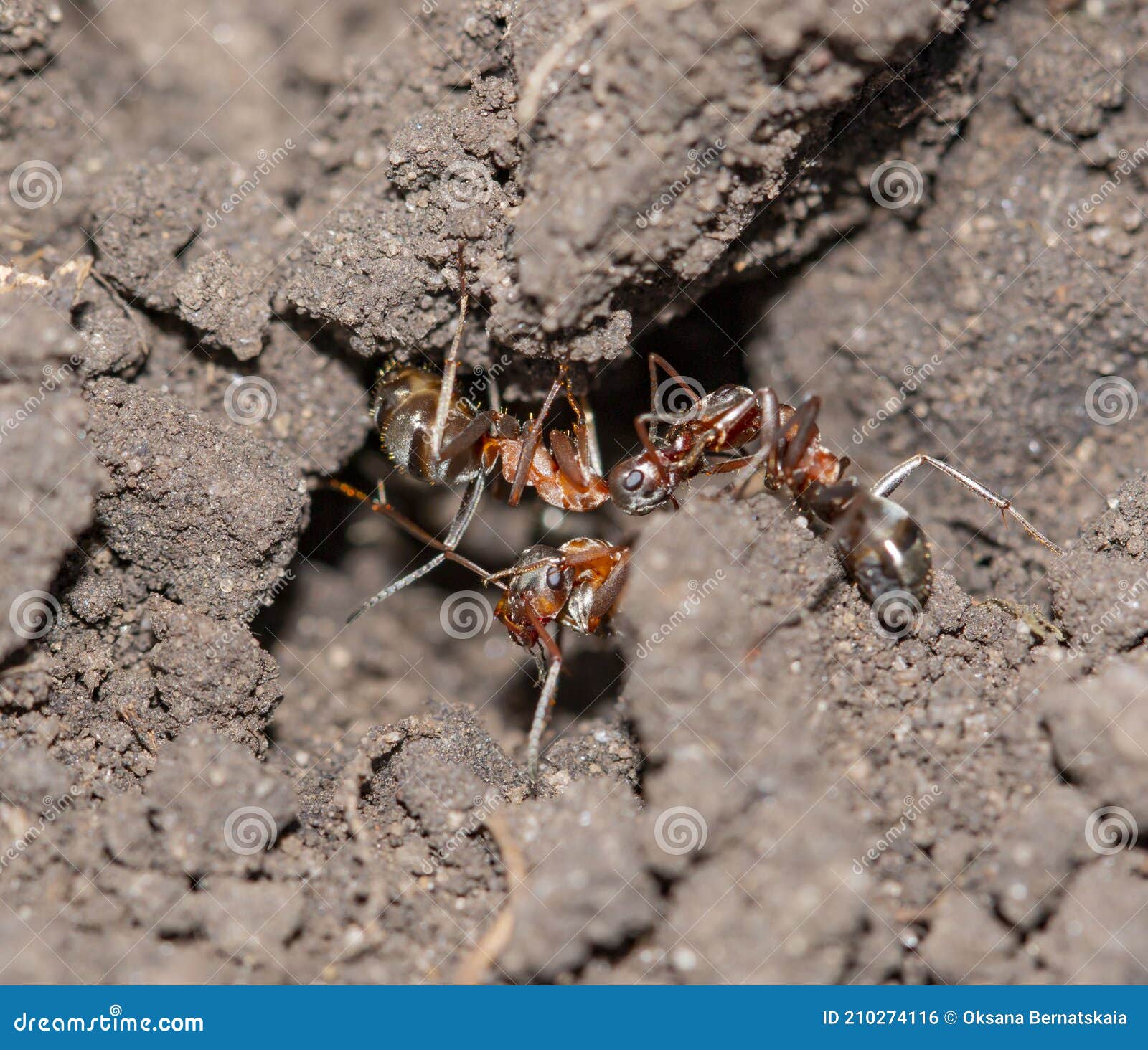 Ants Dig a Hole in the Ground Stock Photo - Image of earth, antennae ...