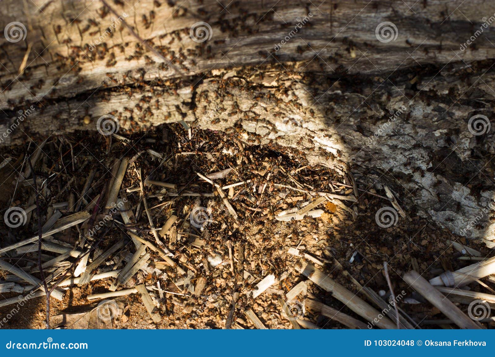 Ants Digging in an Old Tree Stock Photo - Image of group, smaragdina ...