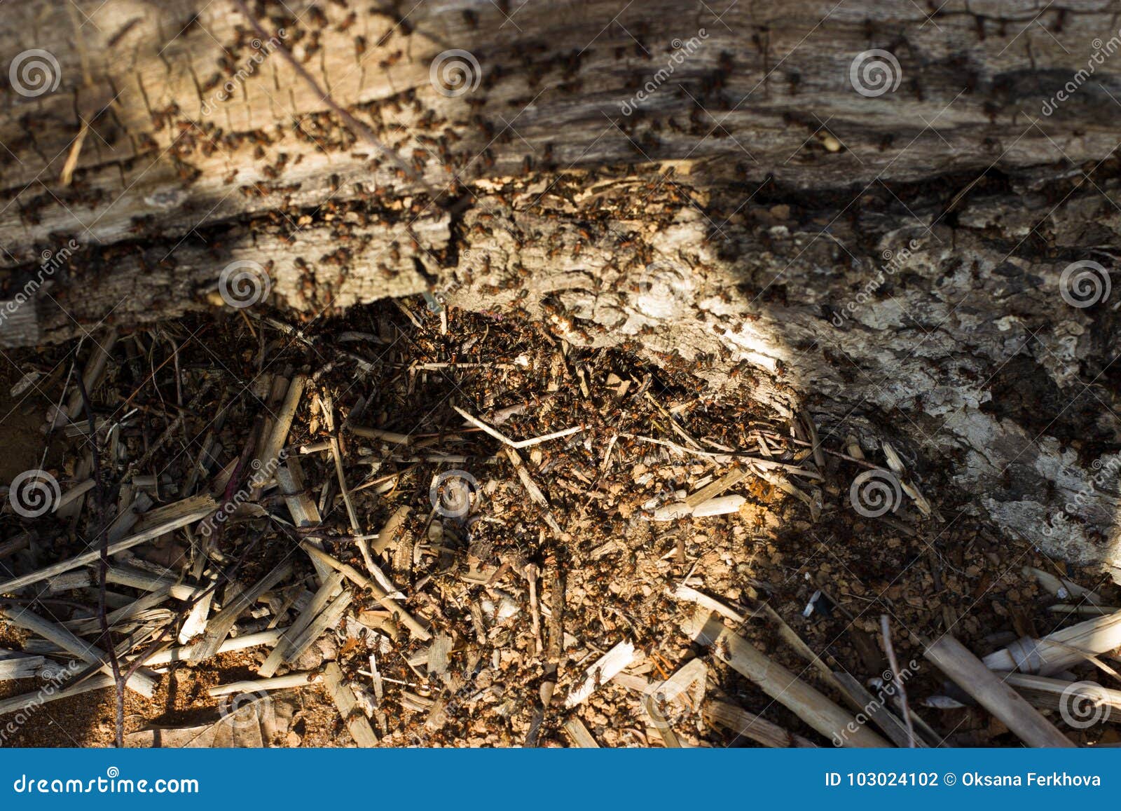 Ants Digging in an Old Tree Stock Photo - Image of focus, smaragdina ...