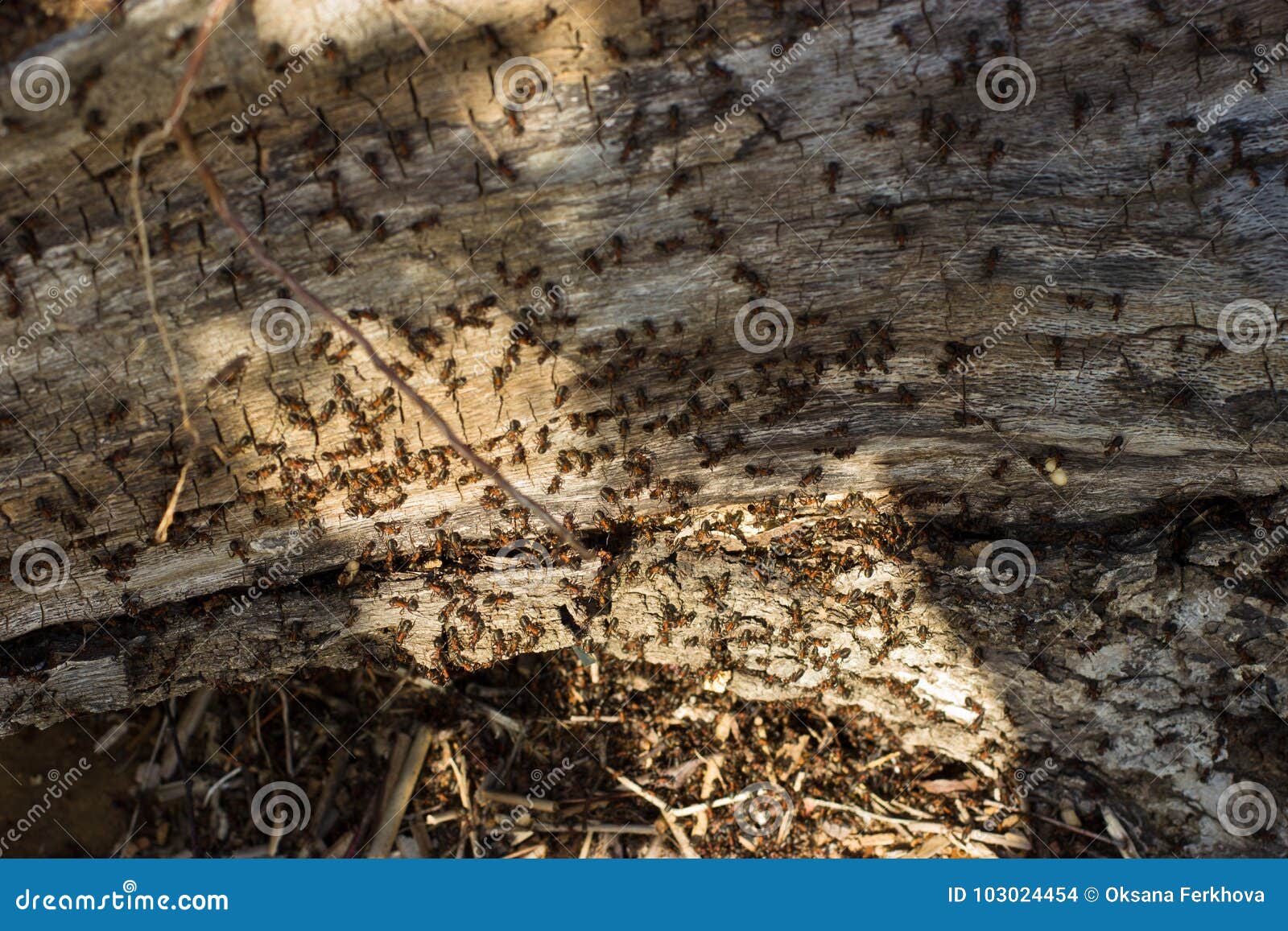 Ants Digging in an Old Tree Stock Photo - Image of fauna, color: 103024454