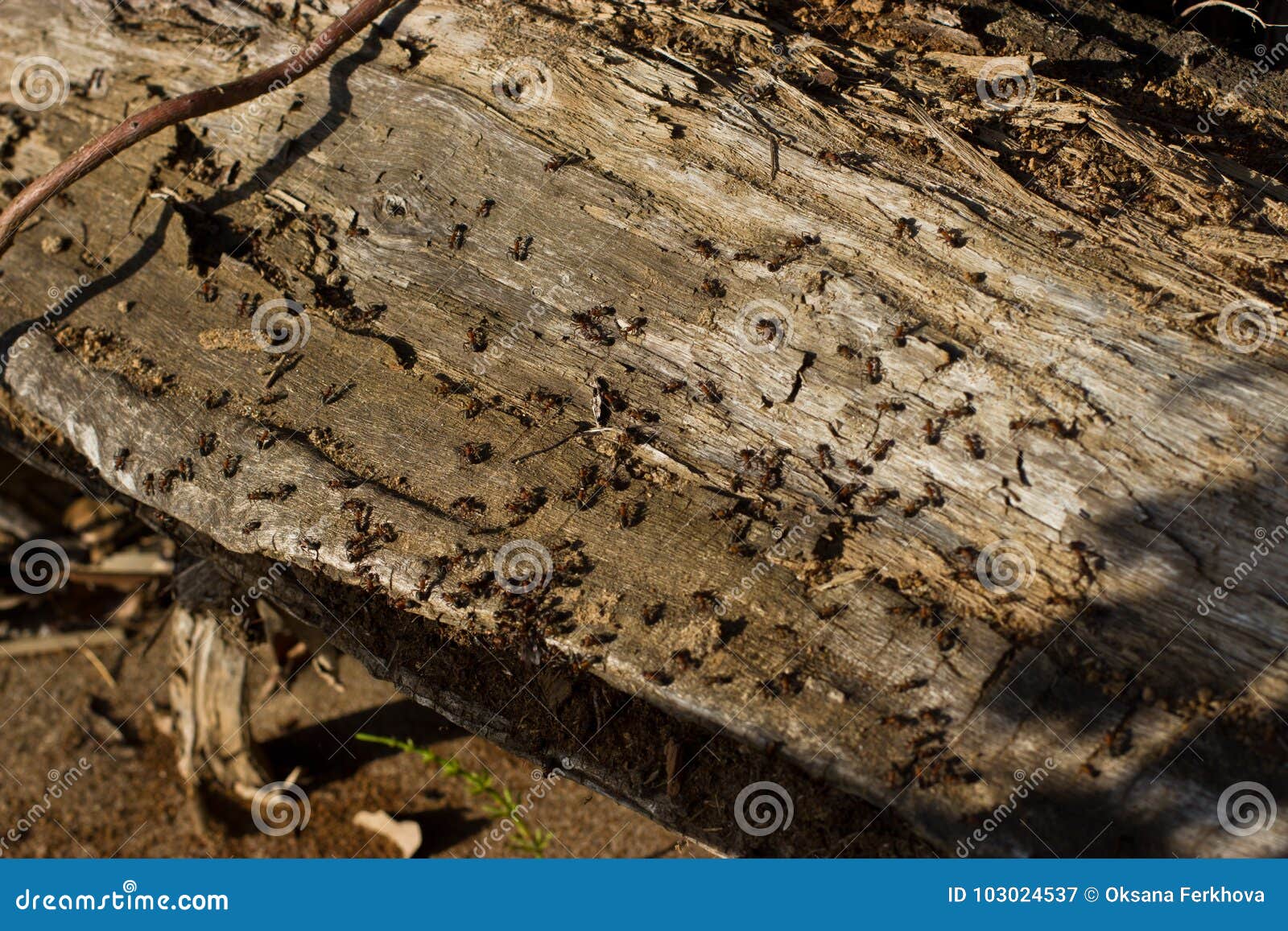 Ants Digging in an Old Tree Stock Image - Image of insect, plant: 103024537