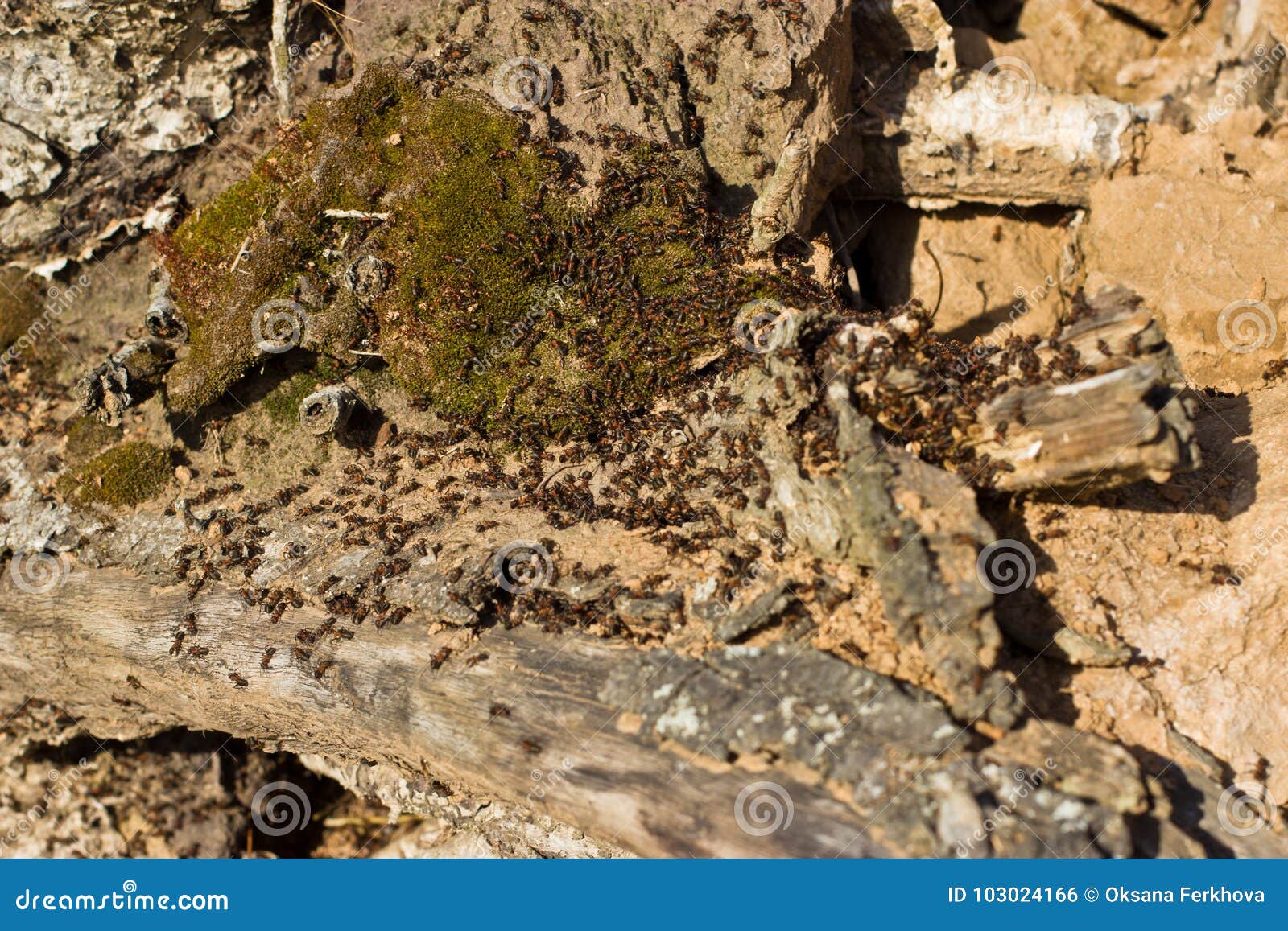 Ants Digging in an Old Tree Stock Photo - Image of bank, strength ...