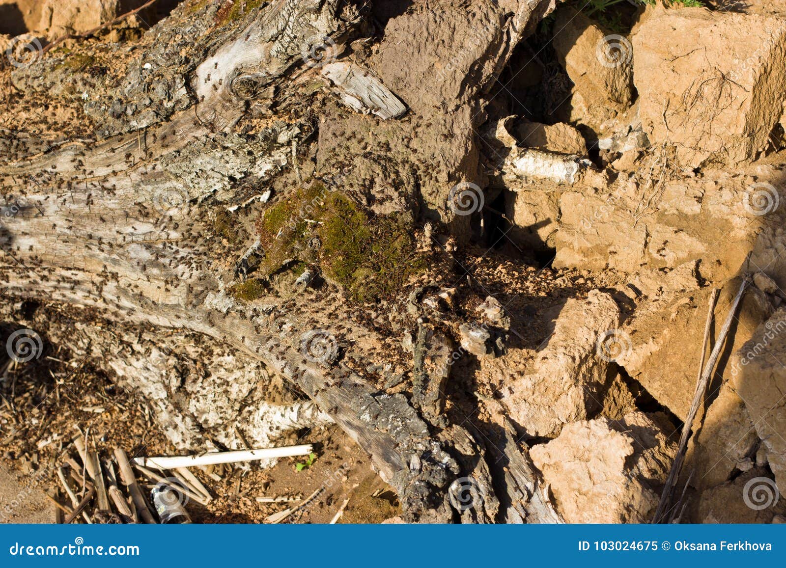 Ants Digging in an Old Tree Stock Image - Image of fire, focus: 103024675