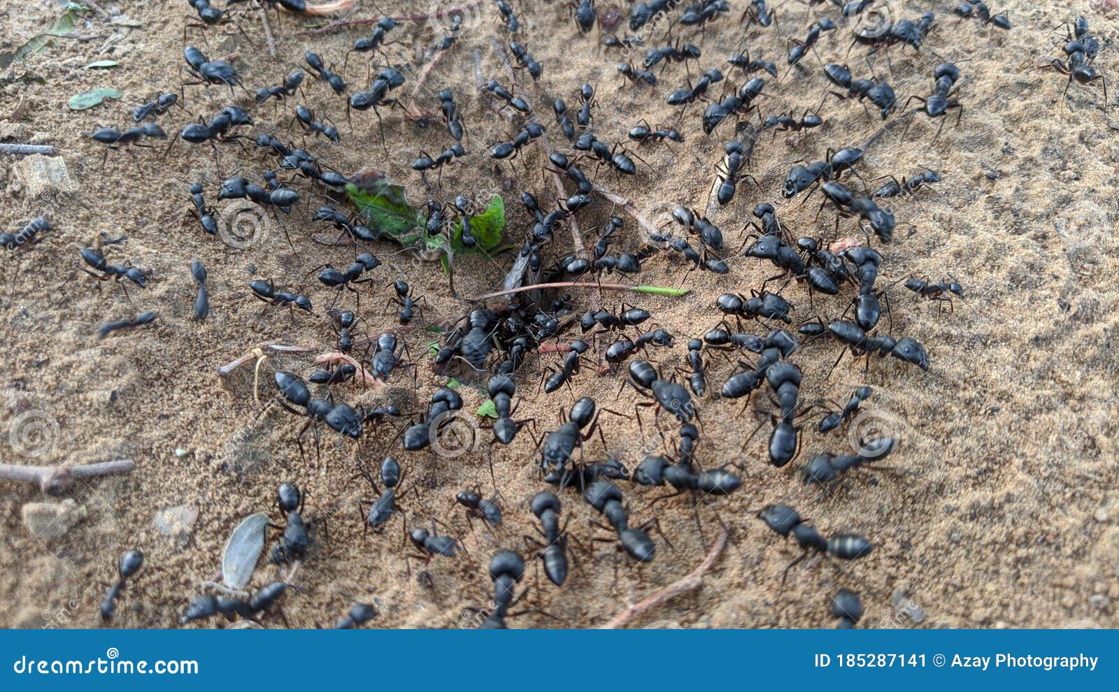 The Ants are Digging the Soil and Making Burrows. Stock Image - Image ...