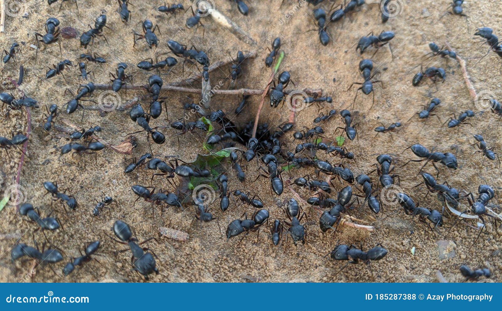 The Ants are Digging the Soil and Making Burrows. Stock Photo - Image ...