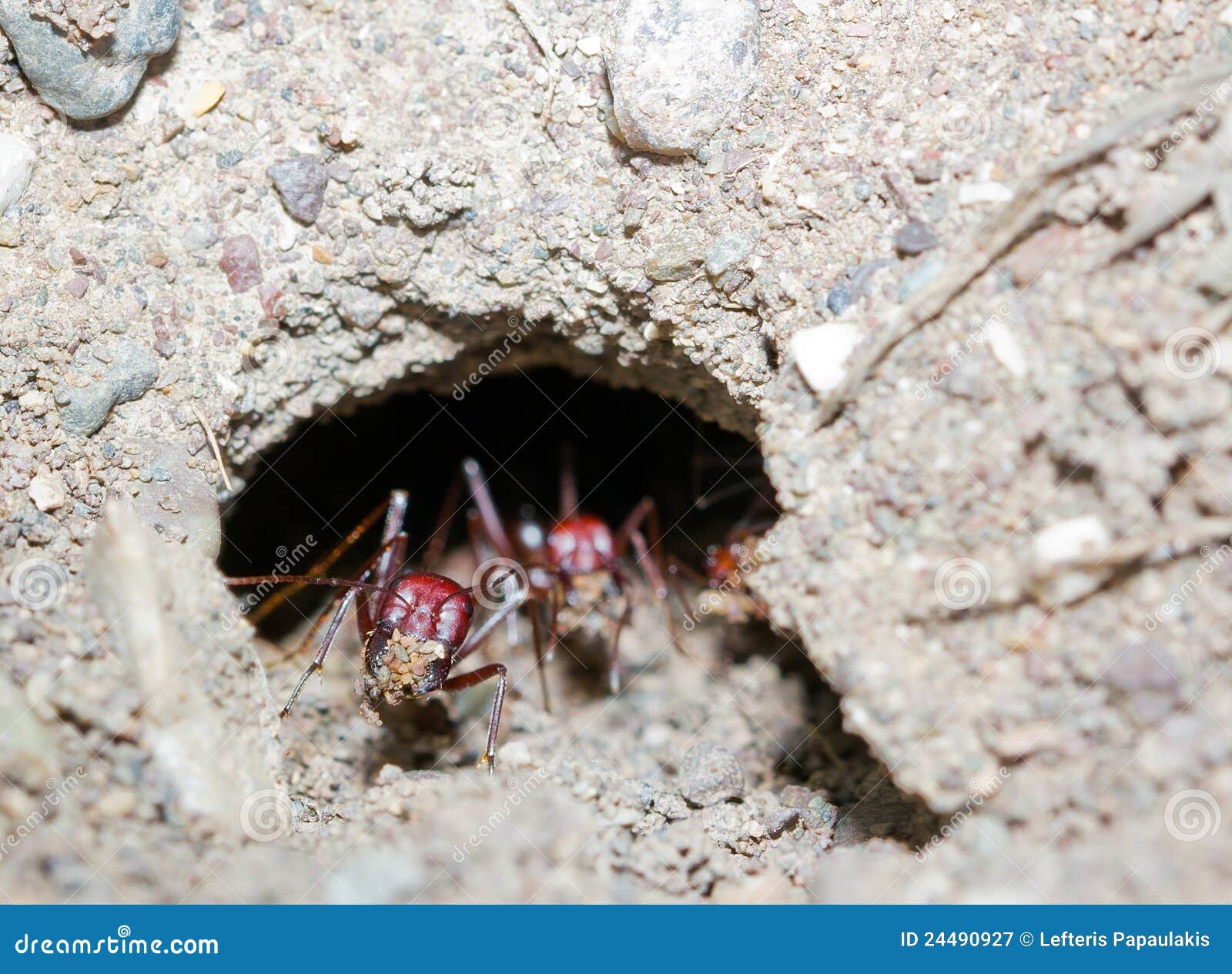 Ants digging their nest stock image. Image of group, invertebrate ...
