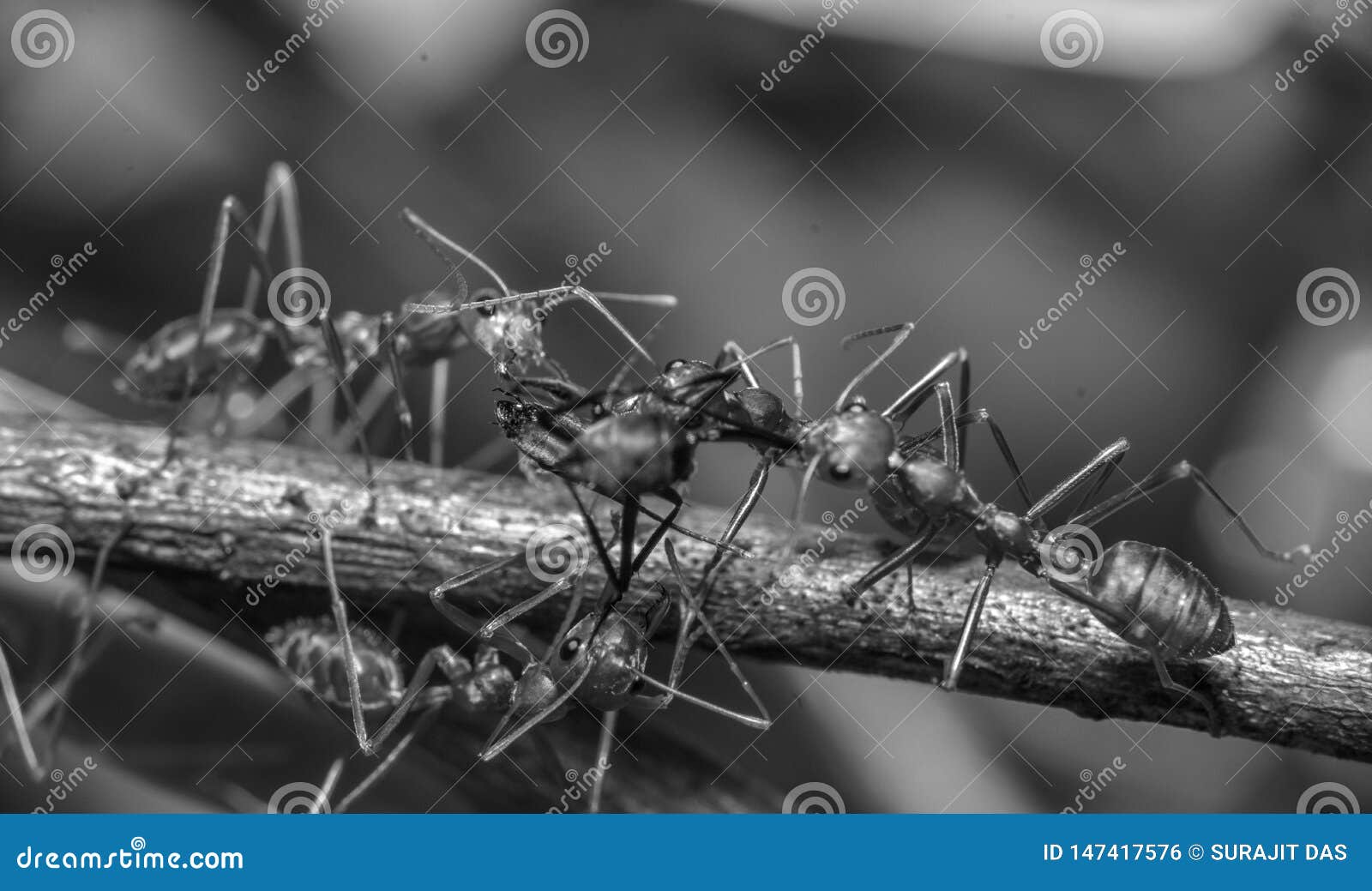 Ants are doing teamwork stock photo. Image of flowers - 147417576