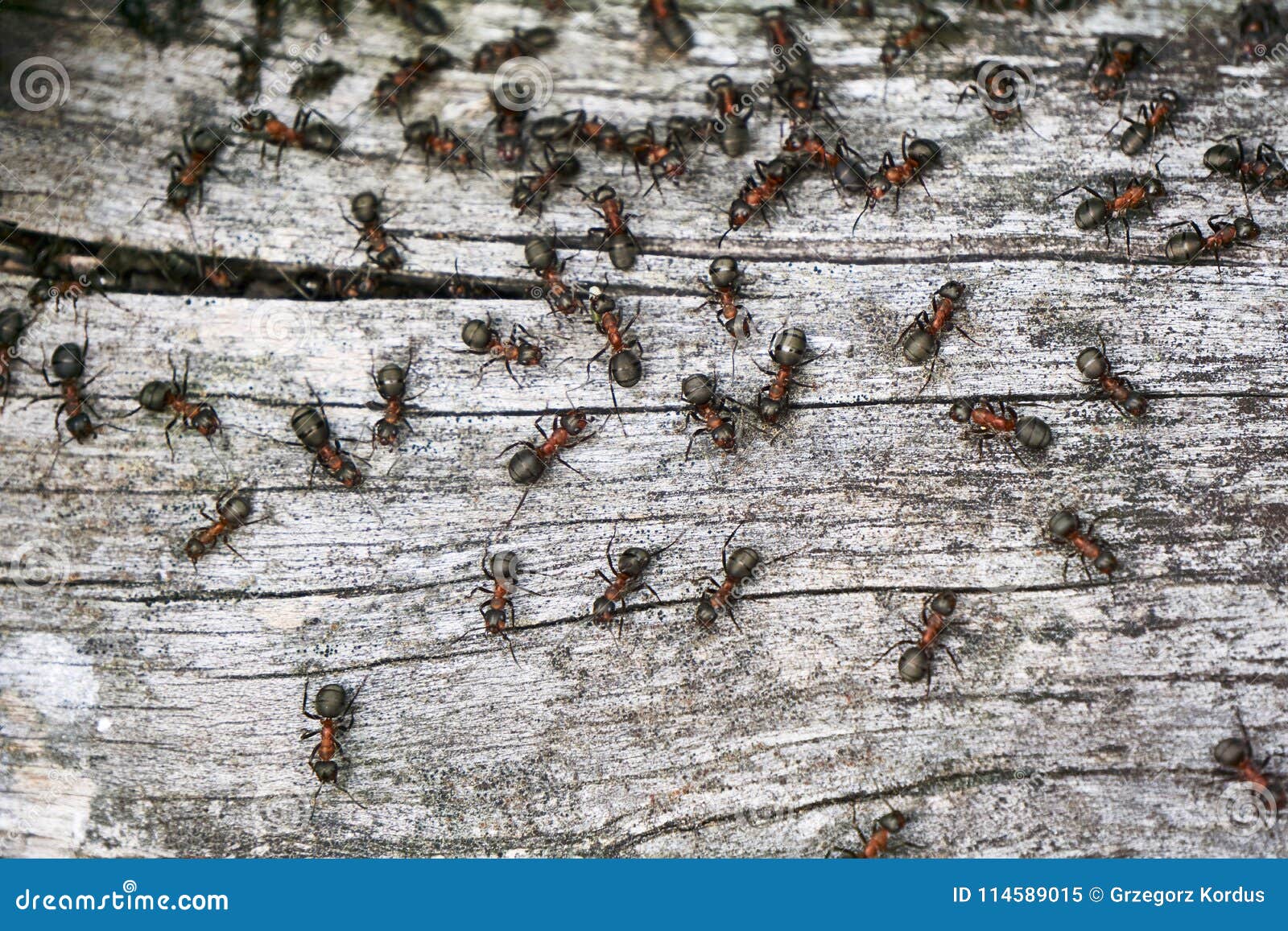 Ants on a dried tree trunk stock image. Image of board - 114589015