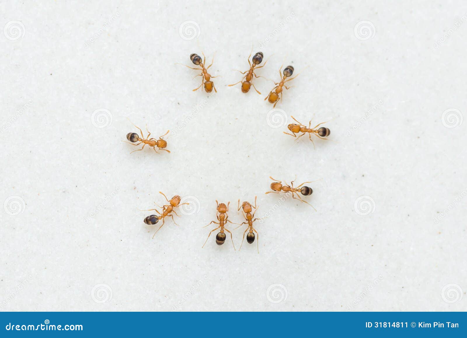 Ants stock image. Image of transparent, conservancy, drinking - 31814811