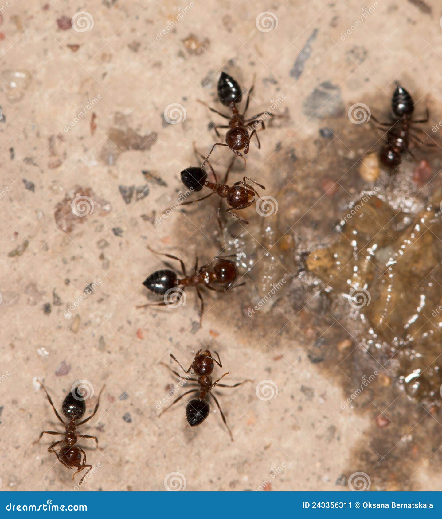 Ants Eat Against the Backdrop of the Earth Stock Image - Image of ...