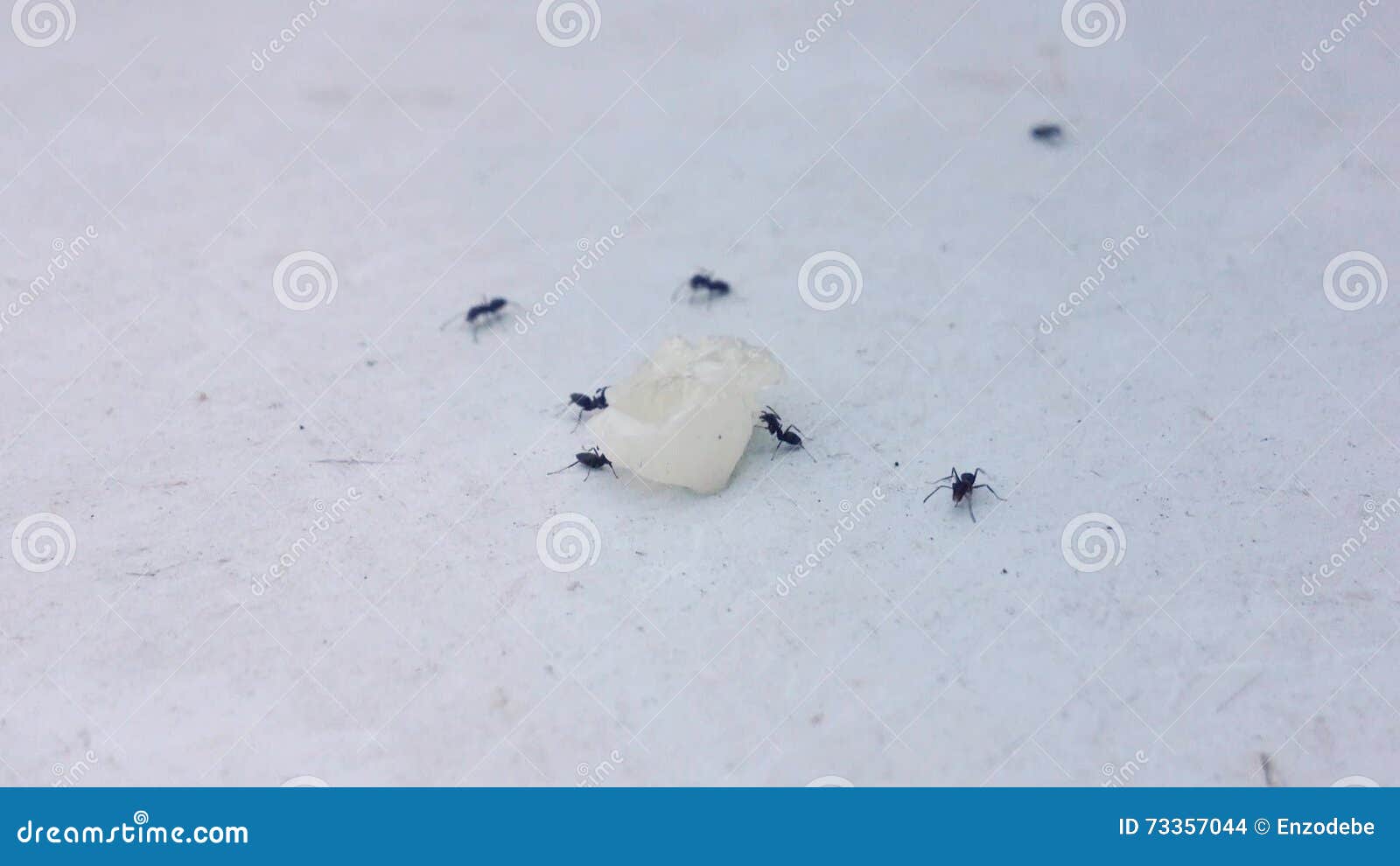 Ants eat candies stock footage. Video of equipment, candies - 73357044