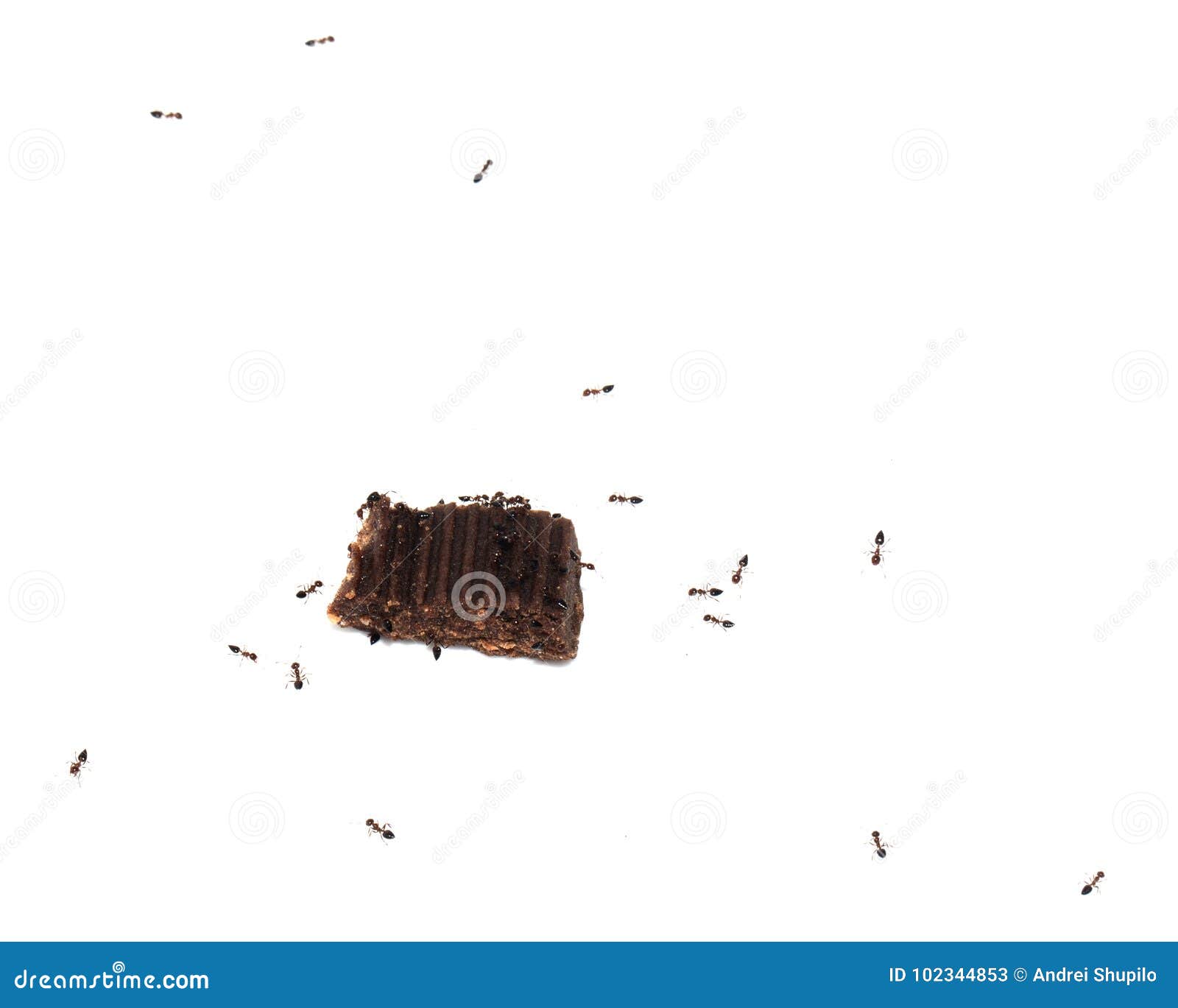 Ants eat candy. macro stock image. Image of color, stinging - 102344853