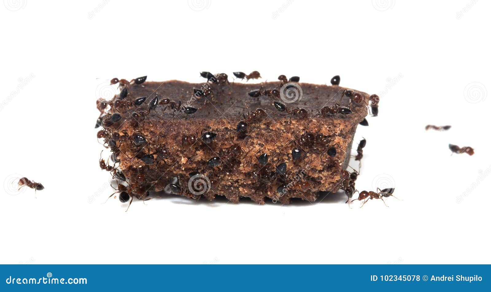 Ants eat candy. macro stock photo. Image of nature, working - 102345078