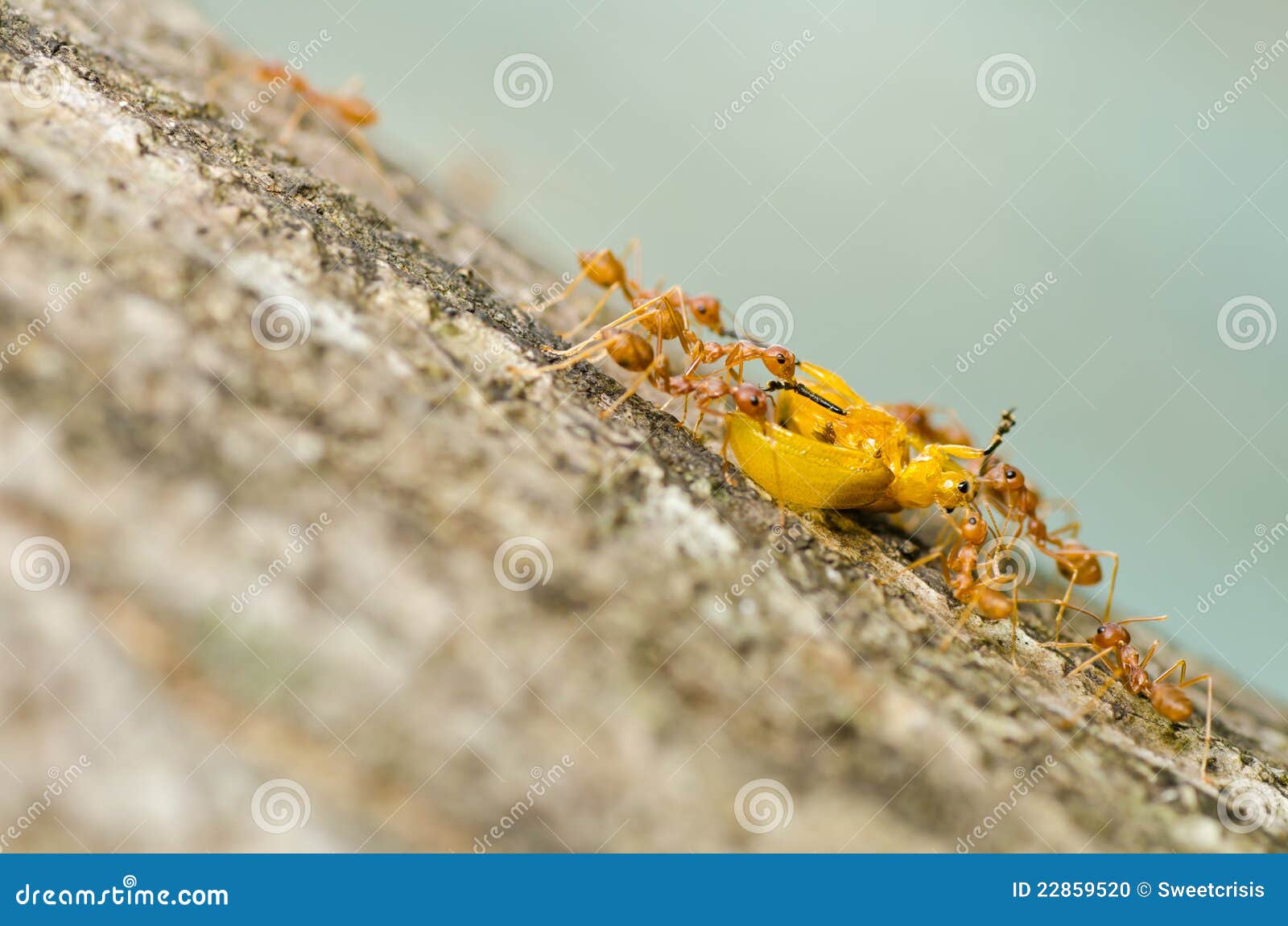 Ants Eat Orange Beetle in Green Nature Stock Photo - Image of insect ...