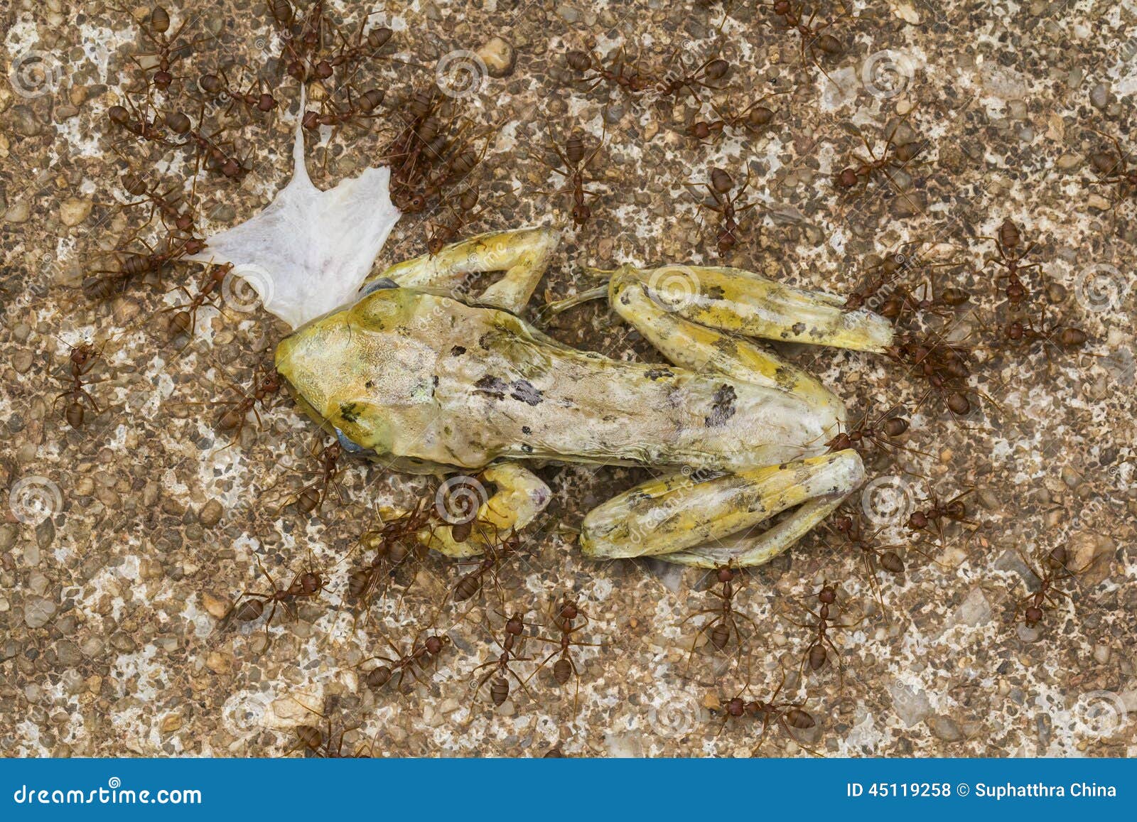 Ants eat tree frog stock photo. Image of antenna, wild - 45119258