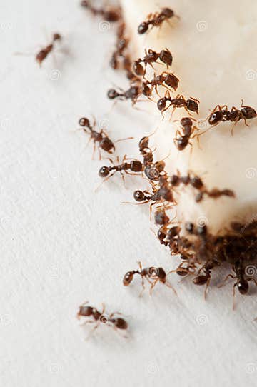 Ants eating stock image. Image of group, white, home - 14505633