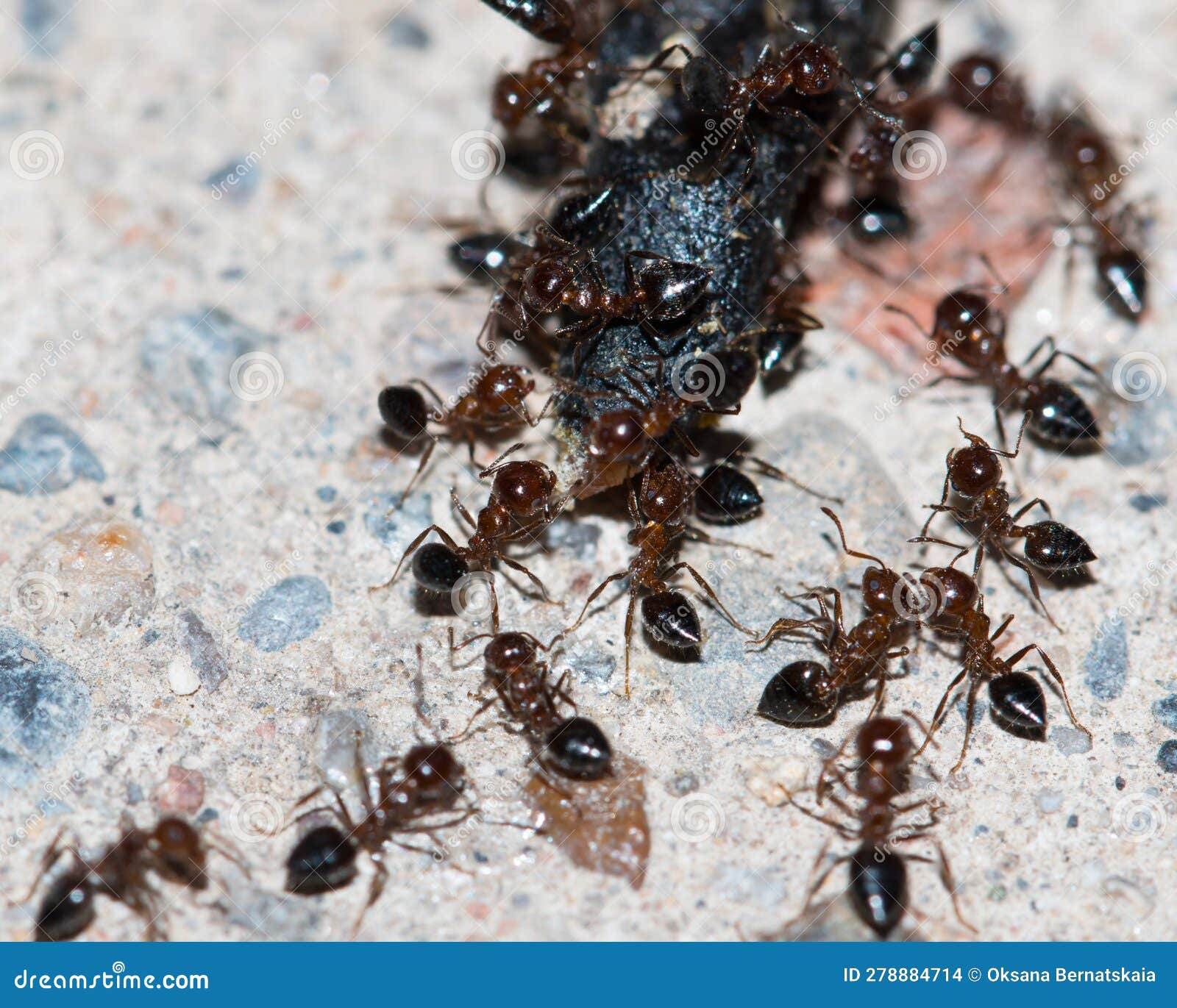 Ants Eating Small Black Insects Stock Photo - Image of forest, white ...