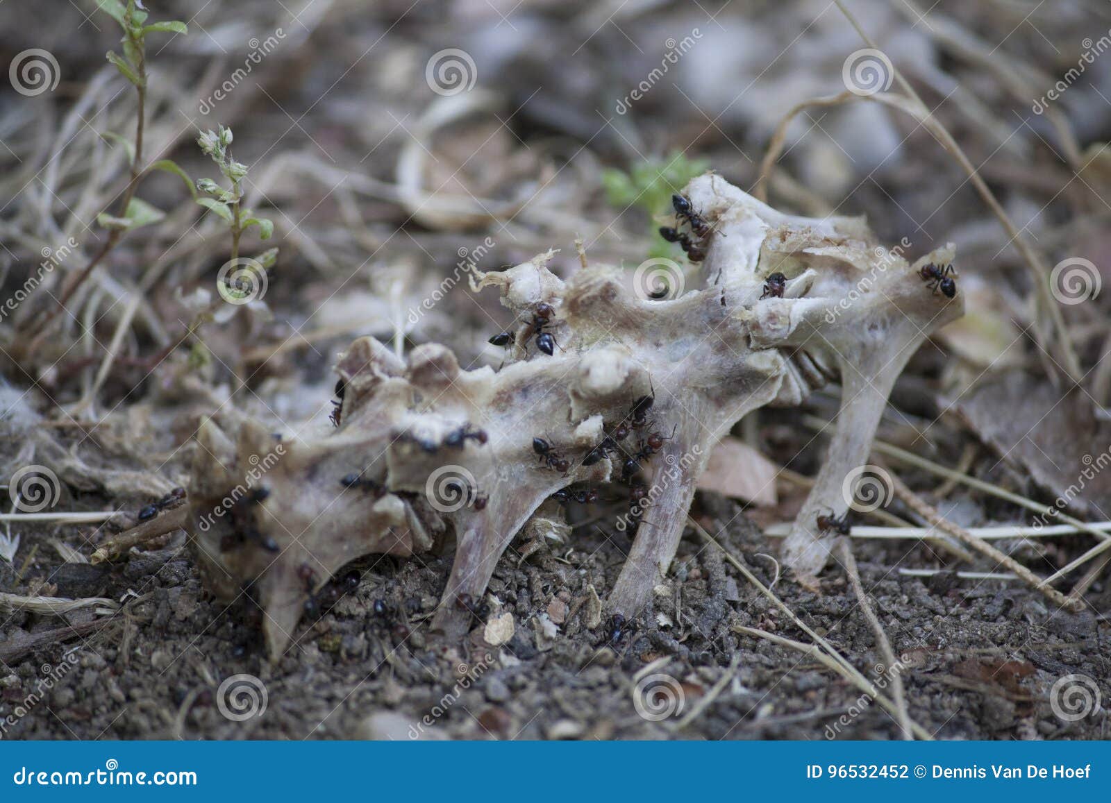 Ants eating from a bone stock photo. Image of macro, wildlife - 96532452