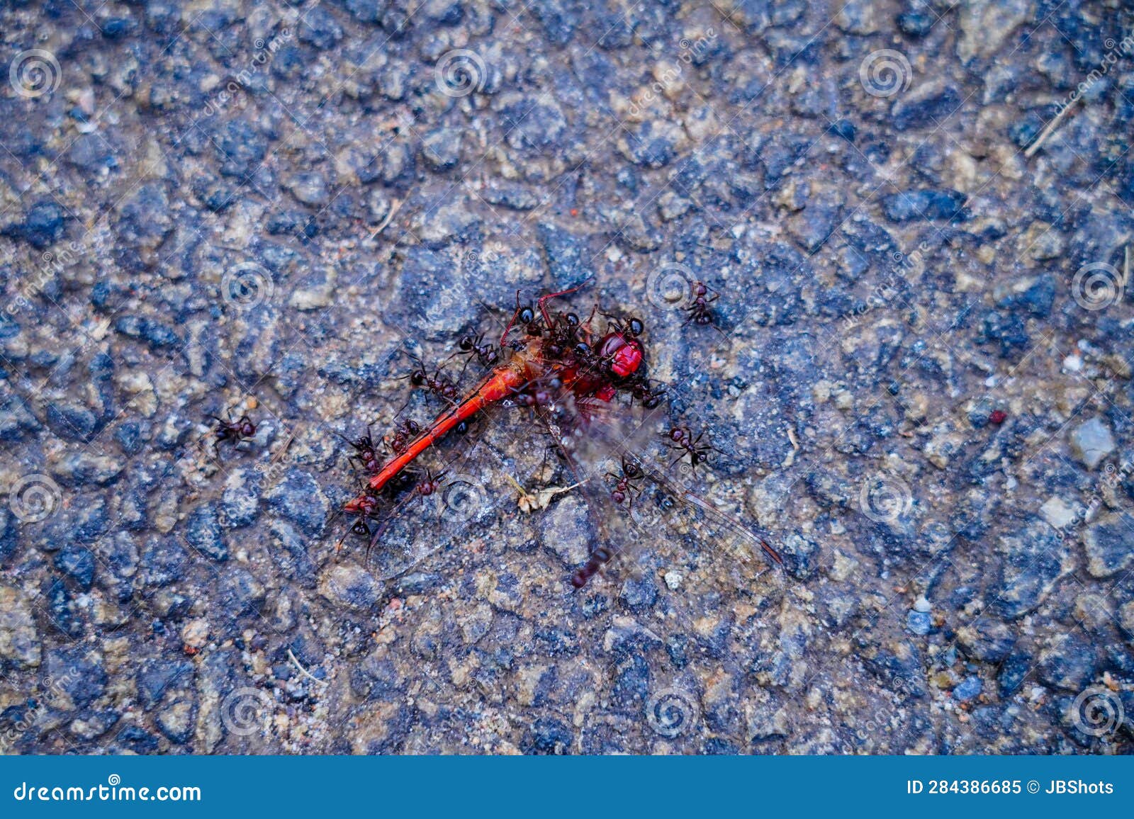 Ants Eating the Dead Body of a Dragon Fly on the Tarred Road Stock ...