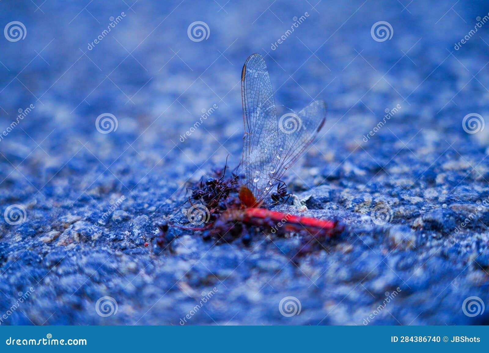 Ants Eating the Dead Body of a Dragon Fly on the Tarred Road Stock ...