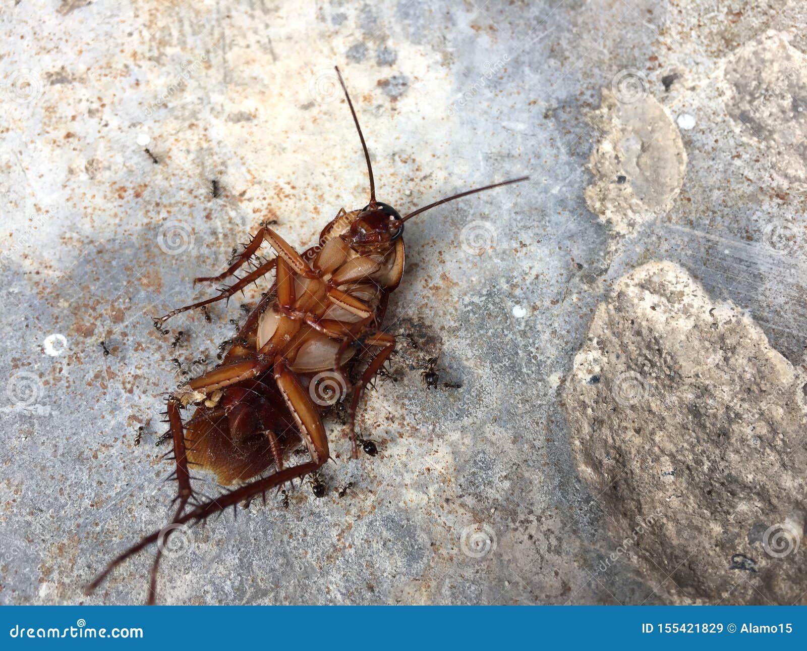 Ants Eating Dead Cockroach. Stock Image - Image of view, kill: 155421829