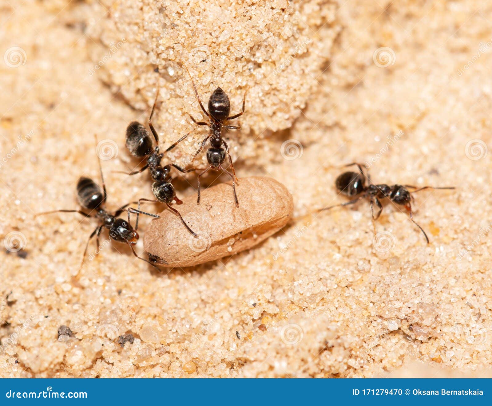 Ants with Larvae on the Sand Stock Photo - Image of nature, larvae ...