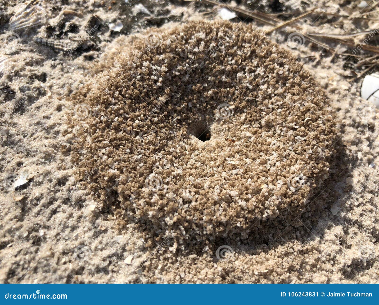 Anthill opening in sand stock image. Image of arid, beauty - 106243831